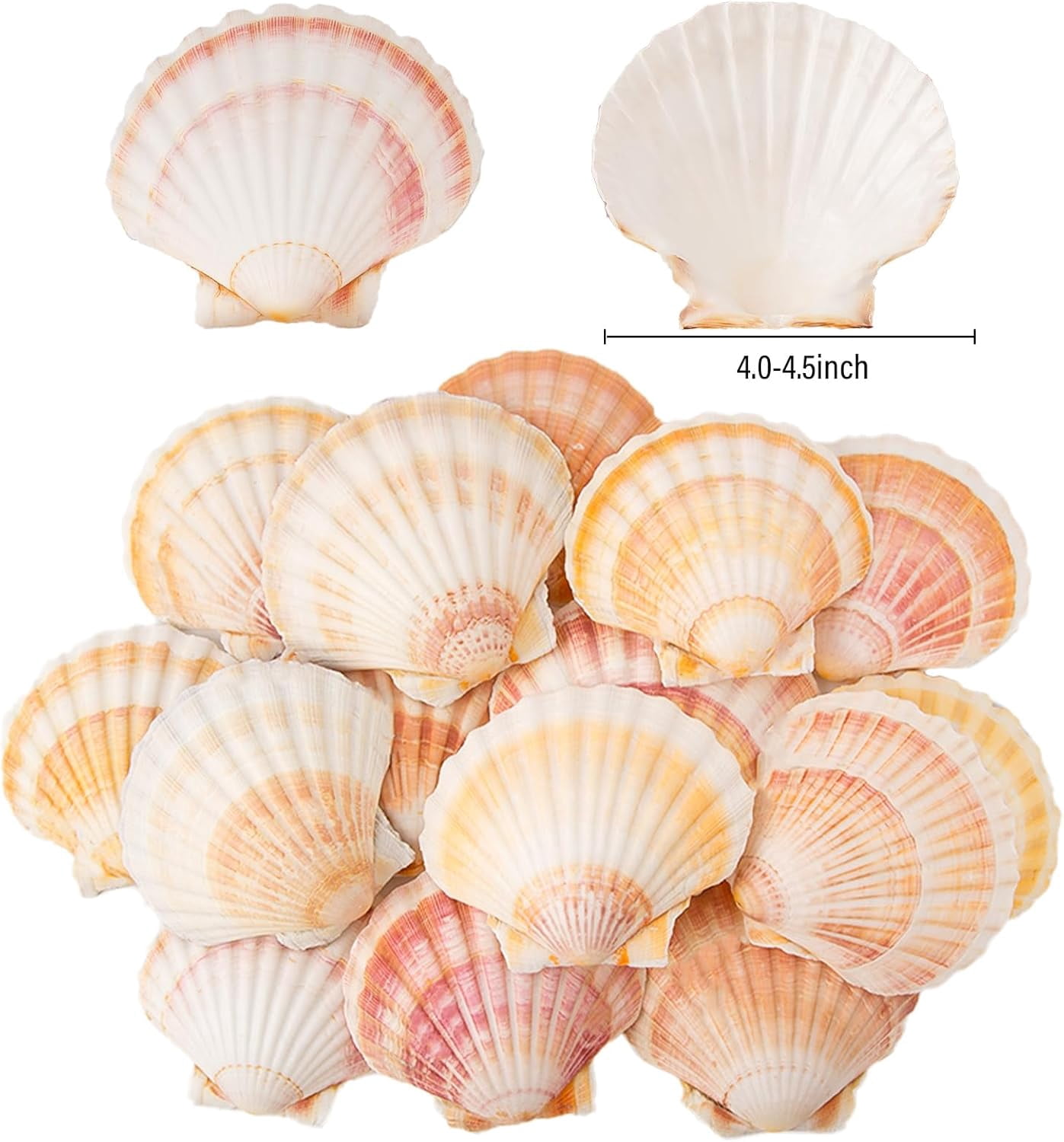 Sinkoo 8pcs Scallop Shells from Beach, 4"- 4.5" Natural Sea Shells ...
