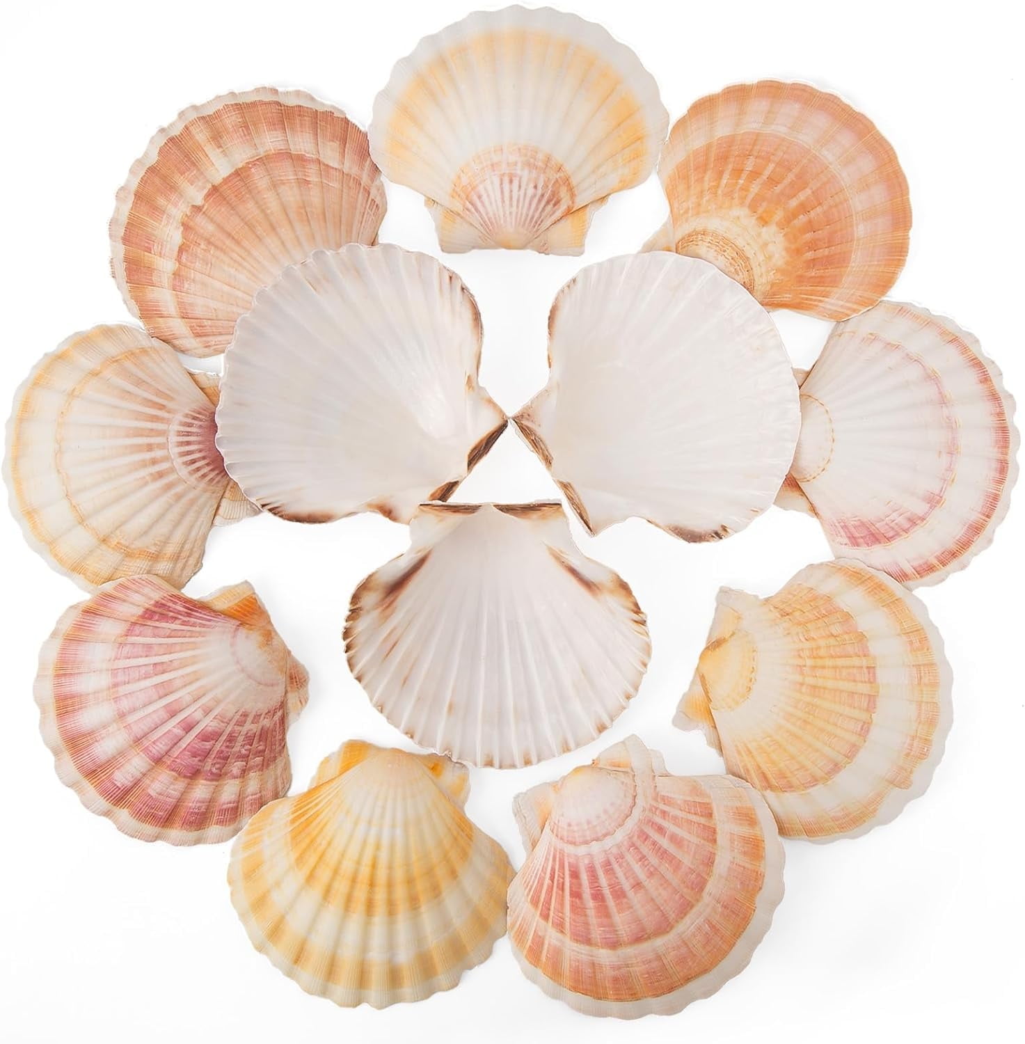 Sinkoo 8 PCS 4-4.5 Inch Natural White&Pink Scallop Shells Sea Shells ...
