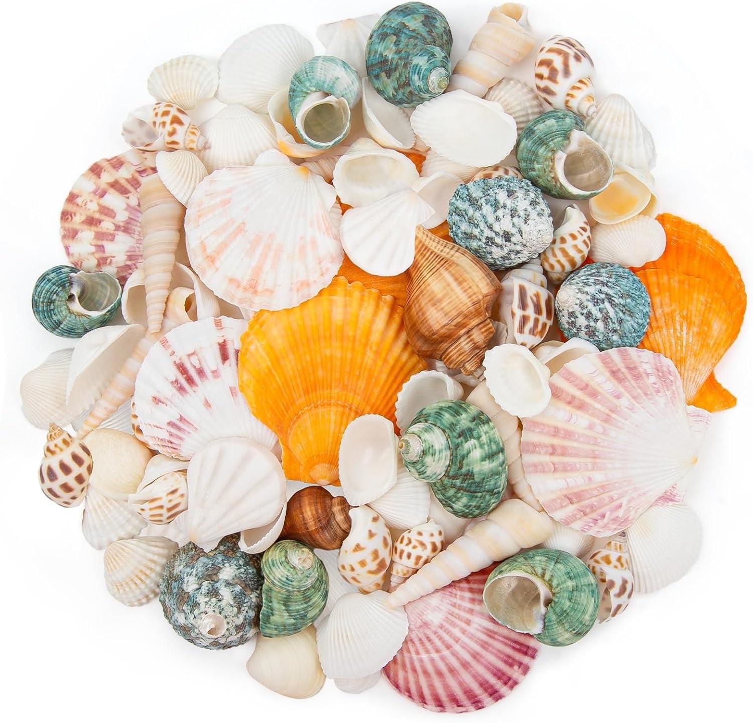 SINKOO Sea Shells for Crafts,About 12 Kinds Beach Natural Mixed Seashells (0.4"-2") with Conch ...