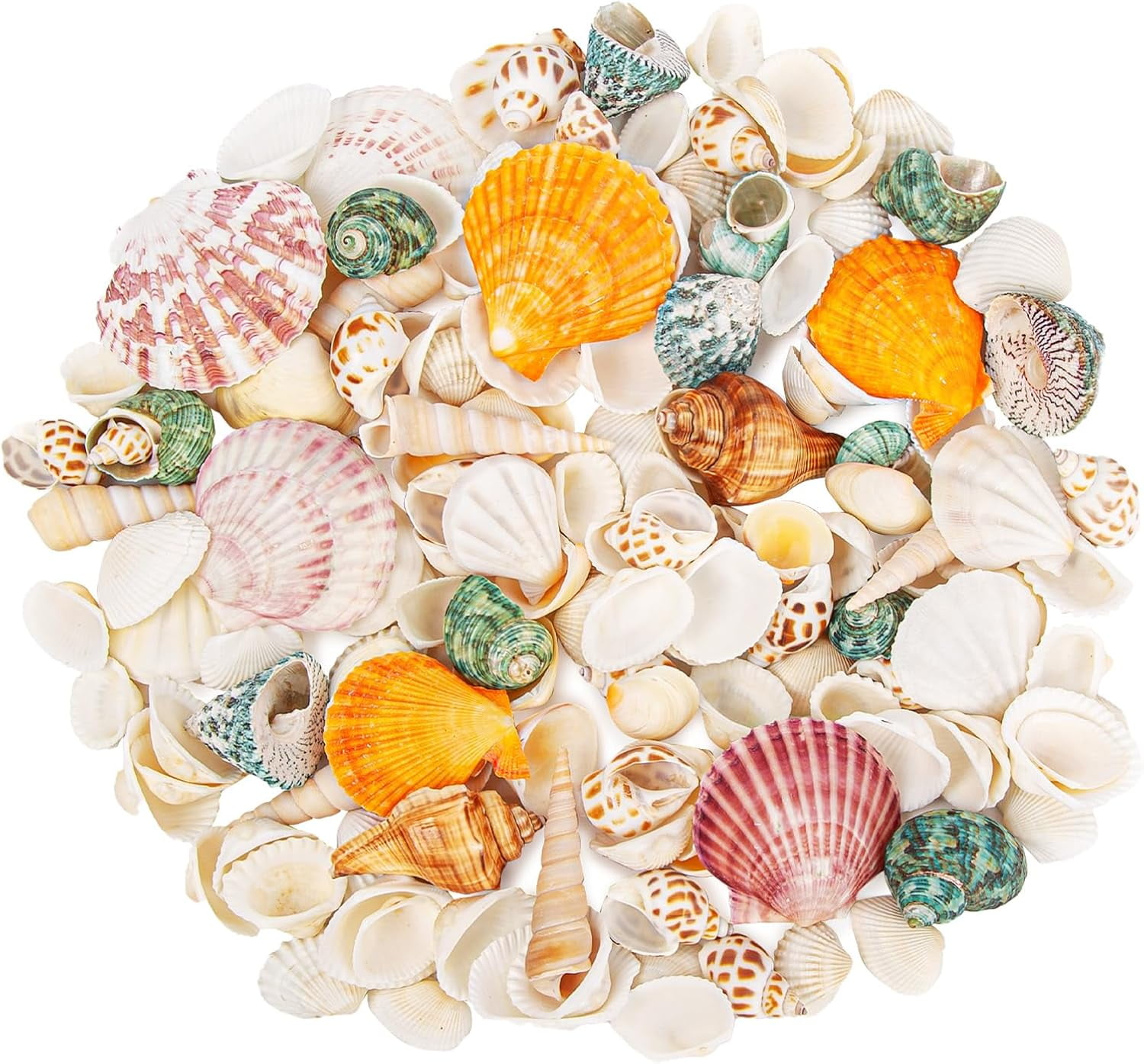 sinkoo Natural Mixed Sea Shells for Crafts - About 10 Kinds Beach ...