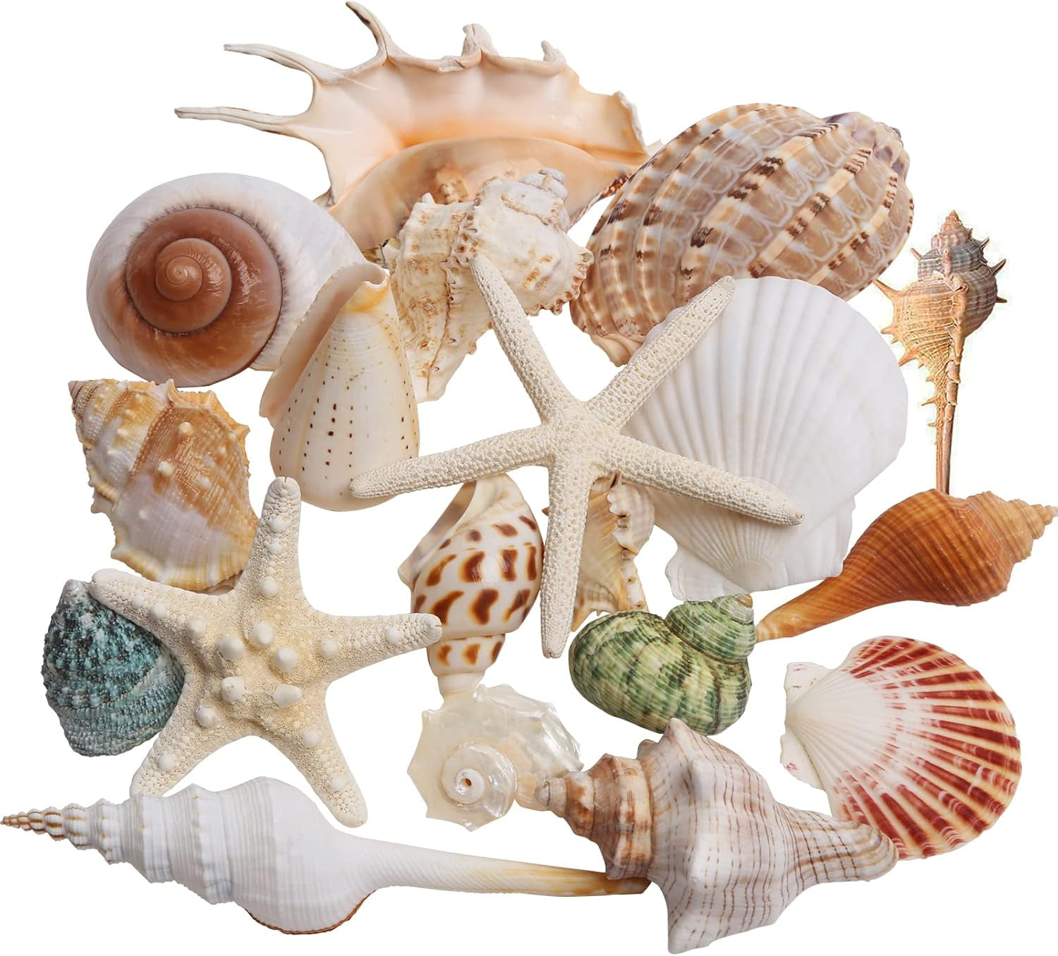 sinkoo Sea Shells Mixed Beach Seashells 20 Kinds, 1.5"-5.5" Various ...