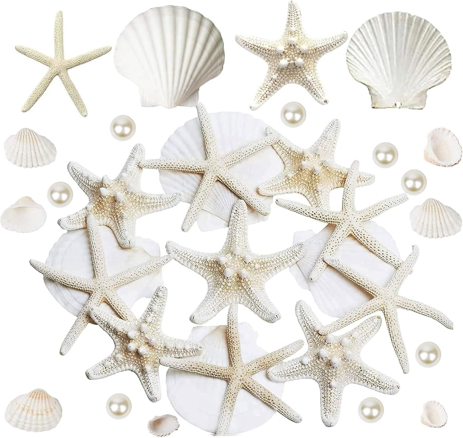 sinkoo Starfish and Scallop Shells for Crafts 24PCS, Natural Large ...