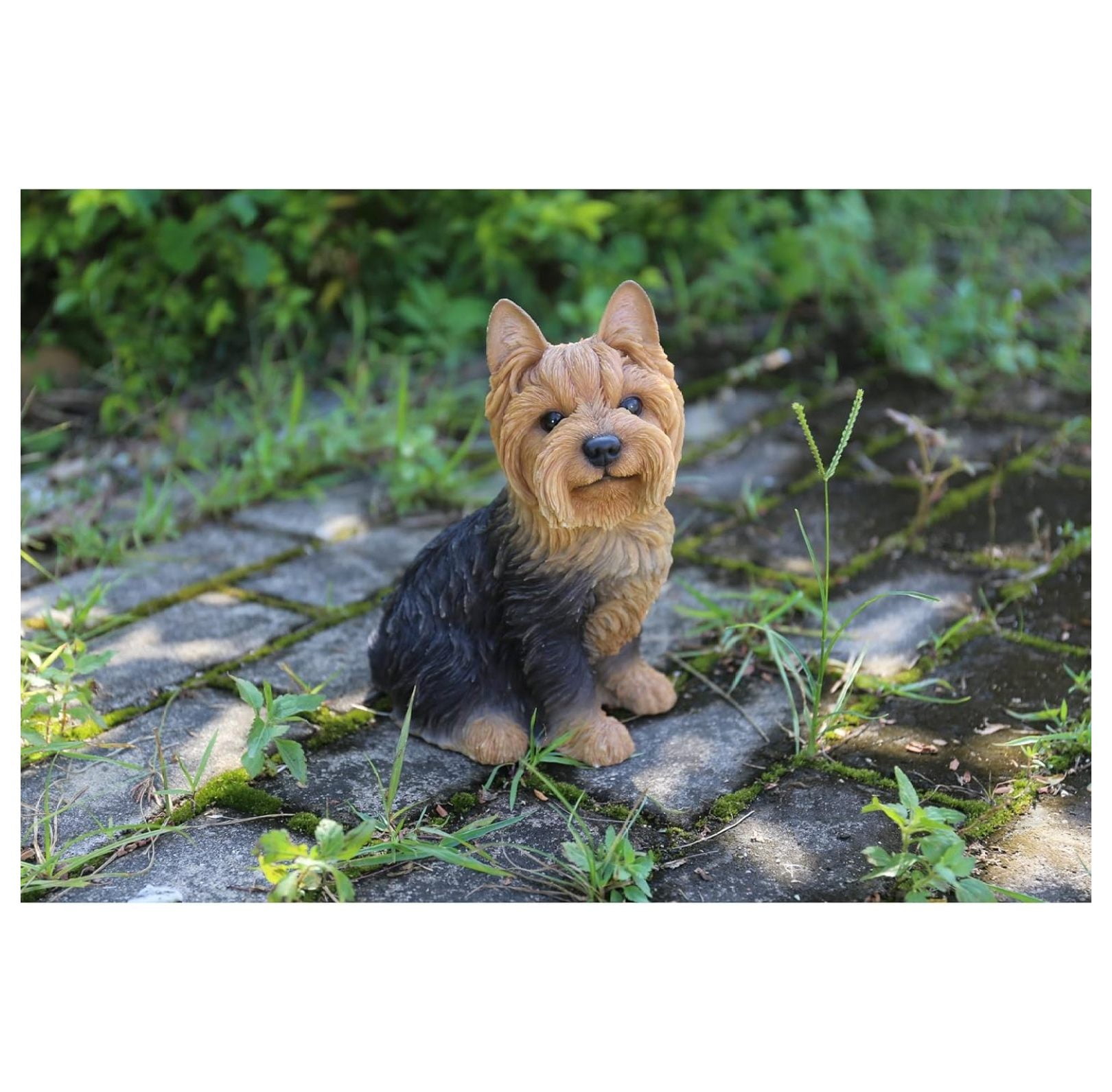 song xiang Dog, Yorkshire Terrier Sitting - Walmart.com