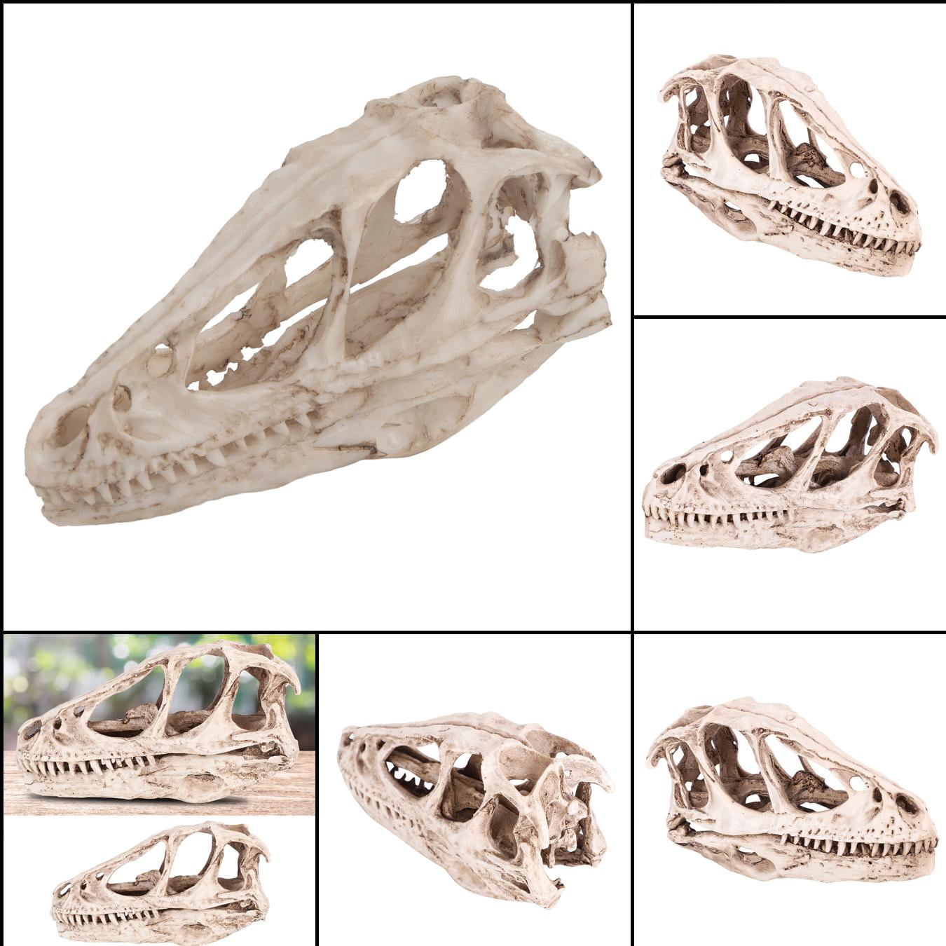 Dinosaur Skull Replica, Resin Model For Home Office Decor Educational ...