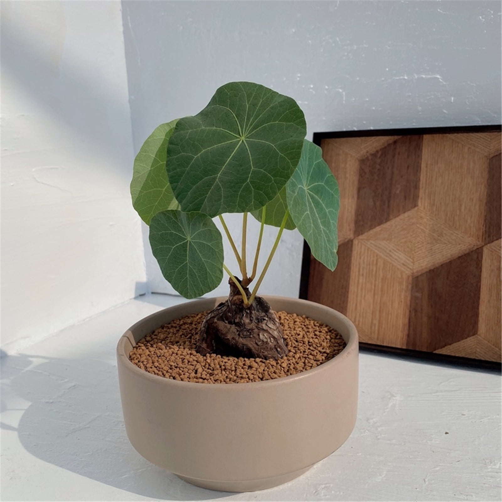 stephania，Magical Hardy Green Leaf Balcony Rare Species Ornamental ...