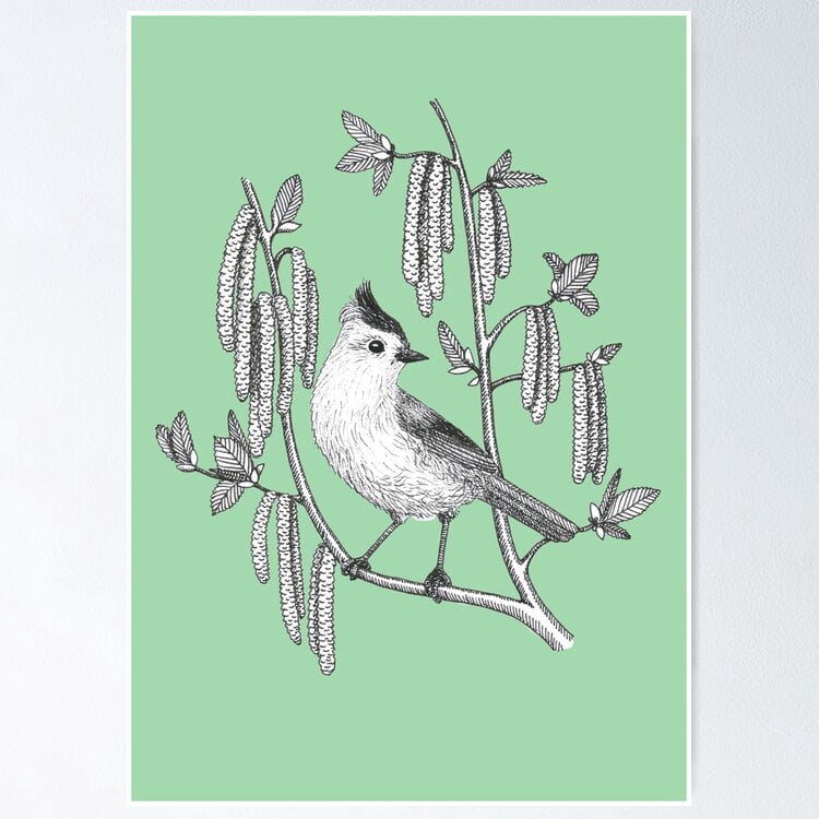 tufted titmouse on catskins on green background Poster - 1134 - Walmart.com