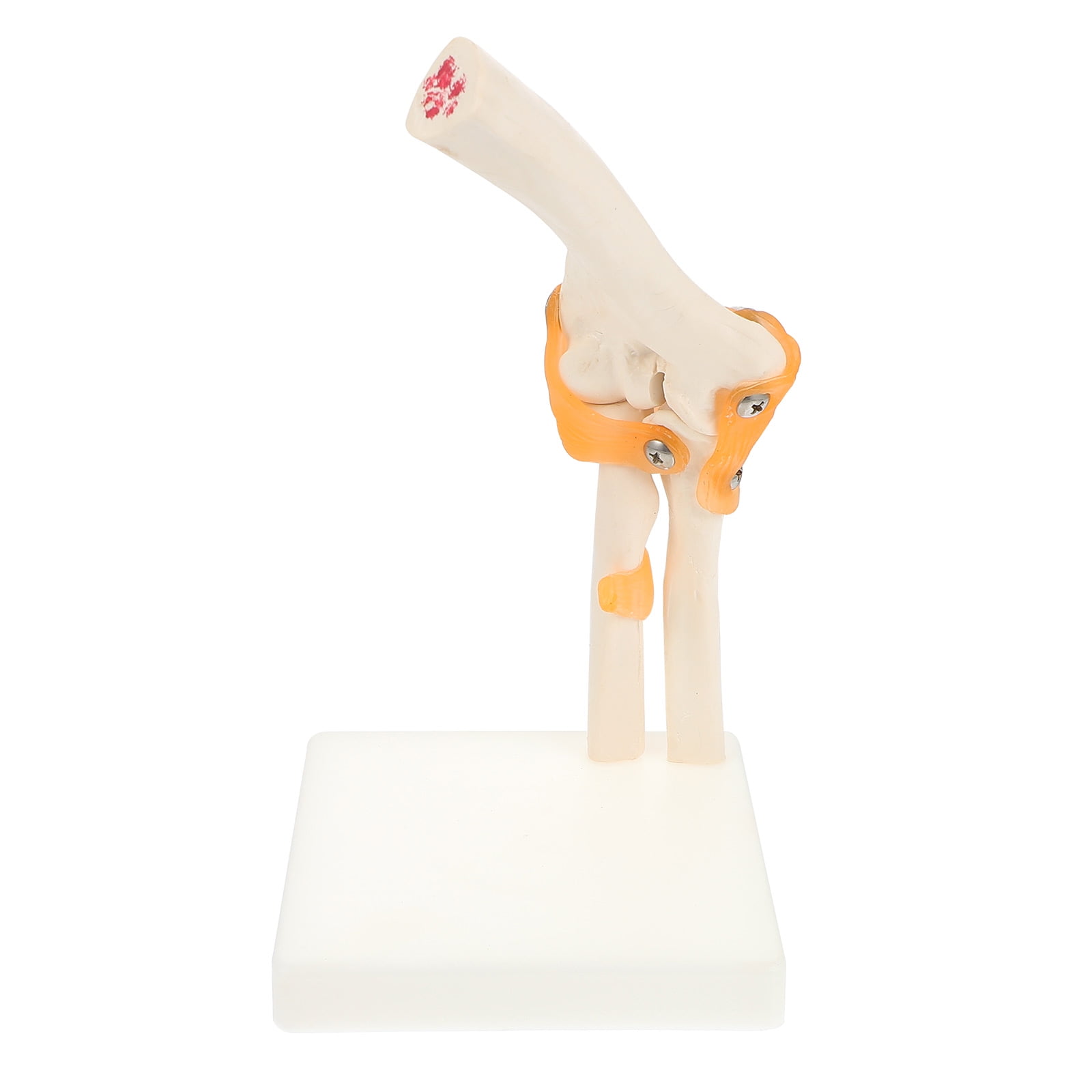 Elbow Joint Anatomical Model for Home Study Made of PVC Assorted Color ...