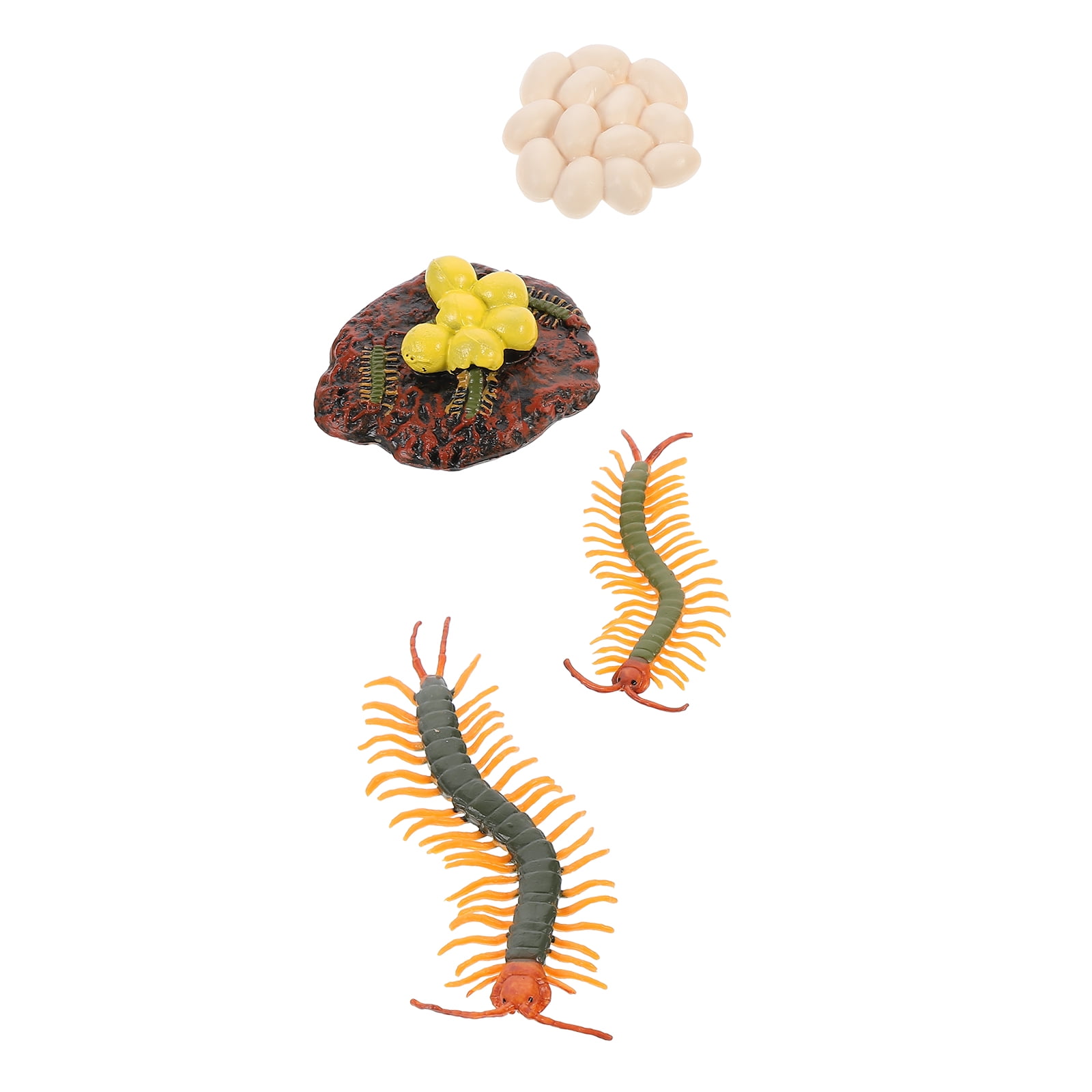 unbranded 1 Set Centipede Life Cycle Figure Centipede Growth Cycle ...