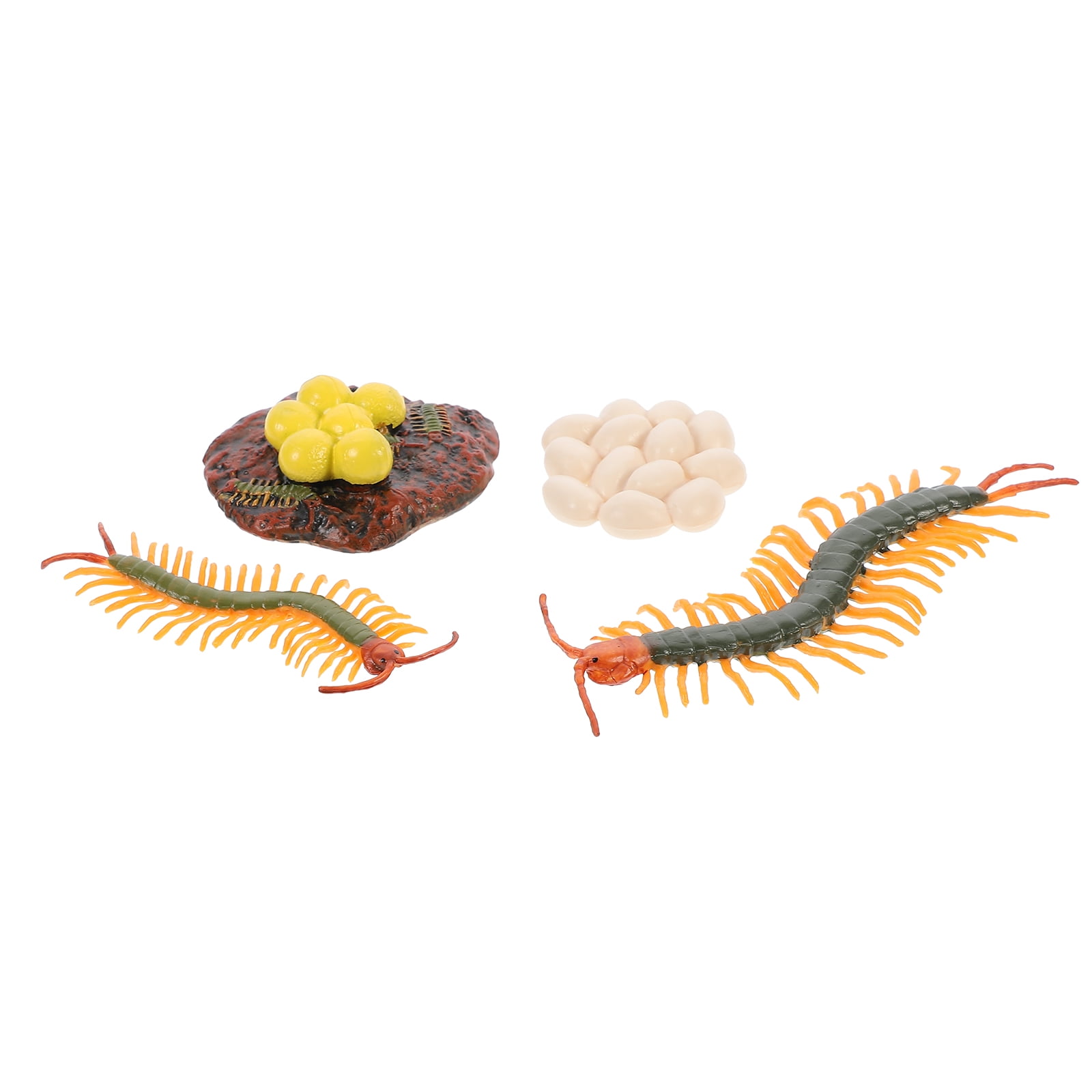 unbranded 1 Set Centipede Life Cycle Model Early Education Prop Animal ...