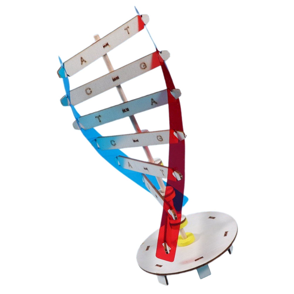unbranded 1 Set Diy Assembly Double Helix Model Education Toy Handmade ...