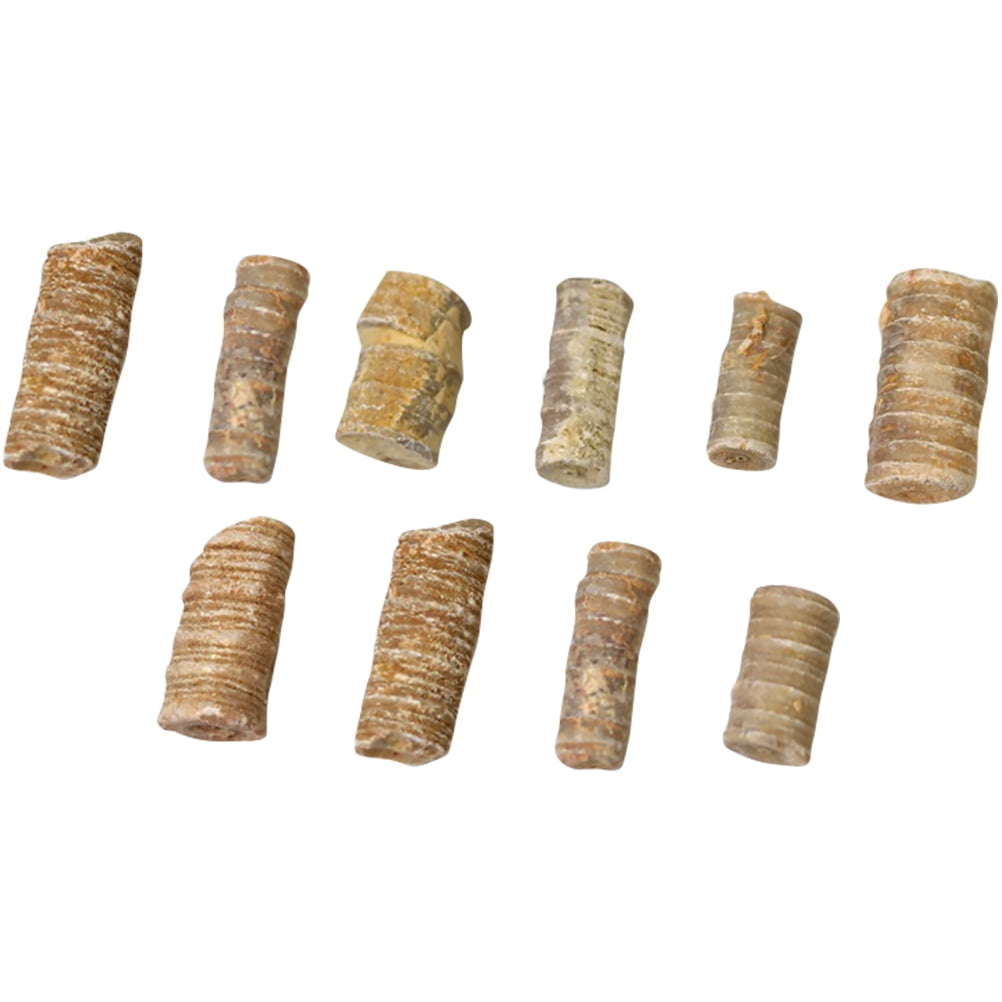 unbranded 10 Pcs Crinoid Stem Specimens Crinoline Student - Walmart.com