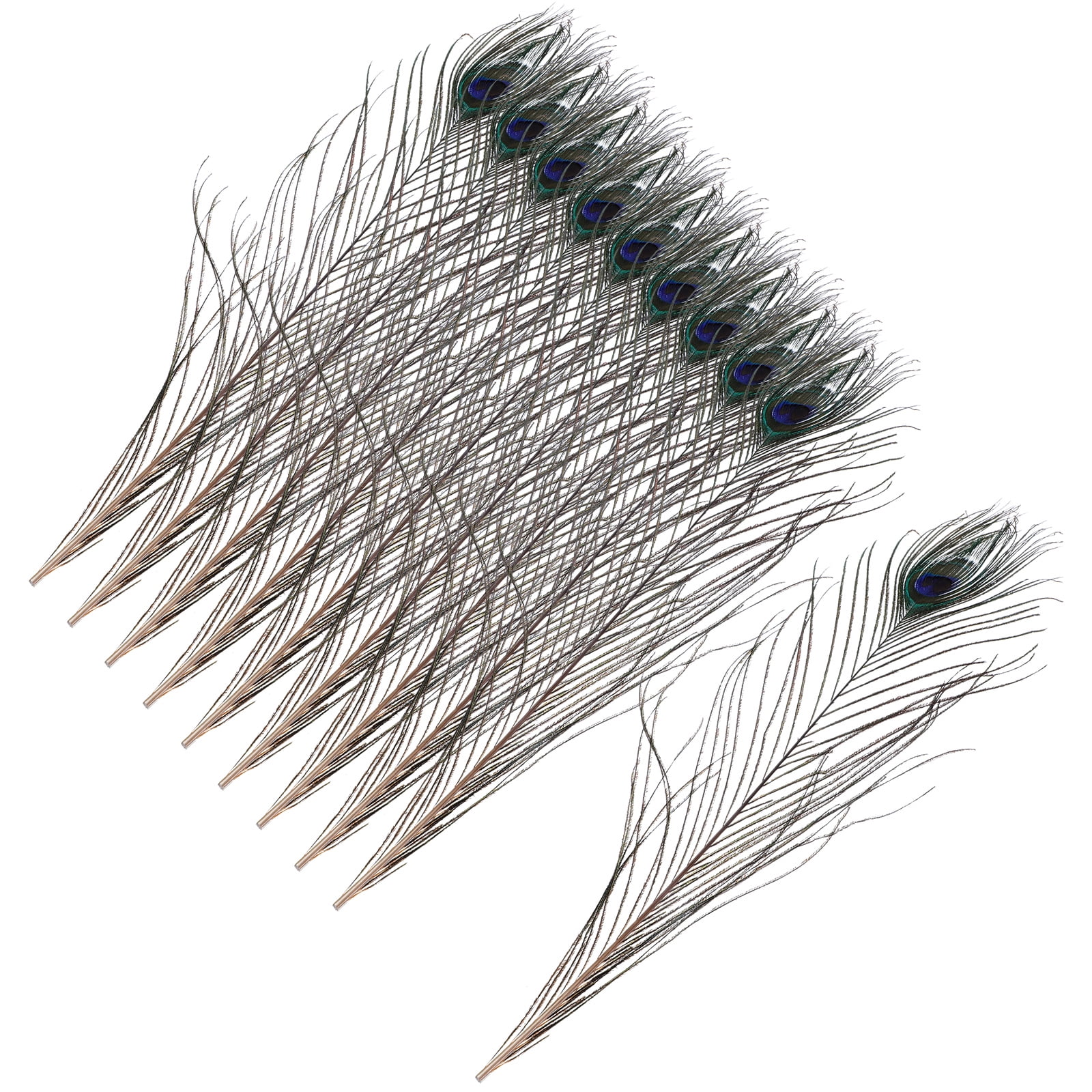 unbranded 10Pcs Peacock Plumes Bulk Making Material Natural Peacock ...