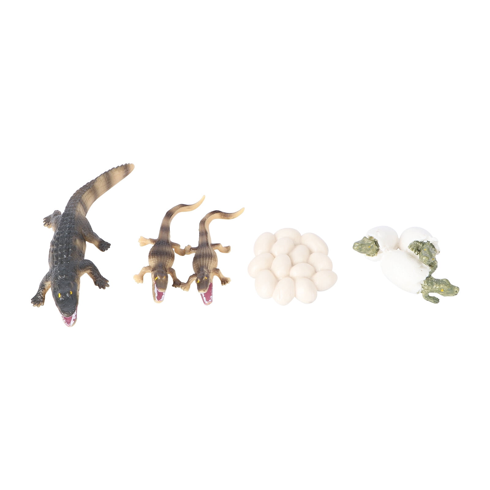 unbranded 12 pcs Educational Growth Cycle Toy Educational Display Model ...