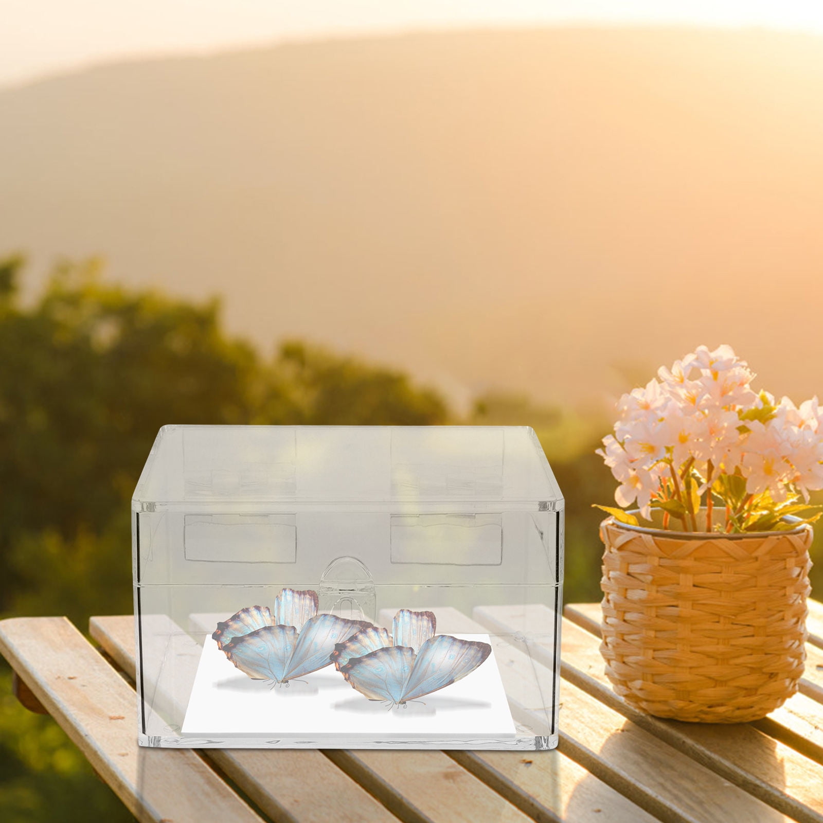 unbranded 1Pcs Portable White Butterfly Display Box For Insect ...