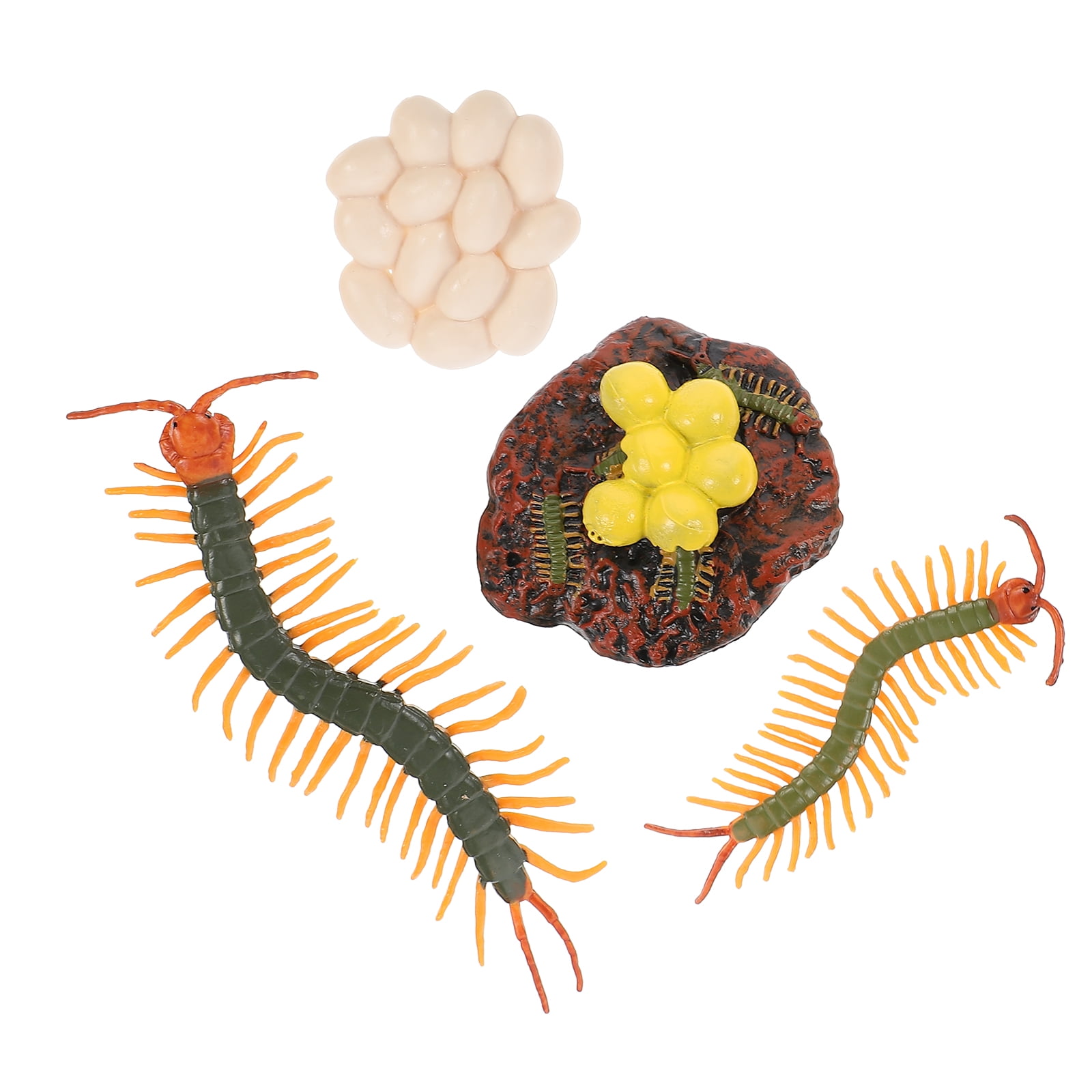 unbranded 2 Sets Centipede Life Cycle Figure Centipede Growth Cycle ...