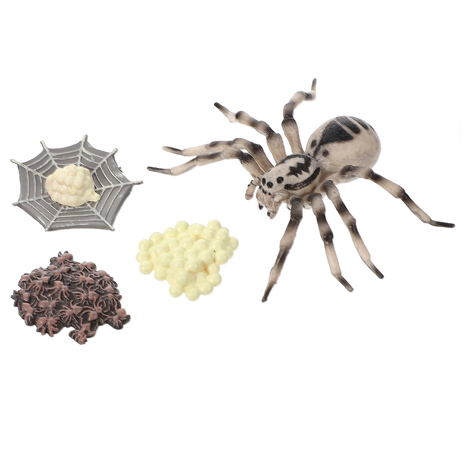unbranded 2 Sets Plastic Simulation Model Tarantula Growth Cycle ...
