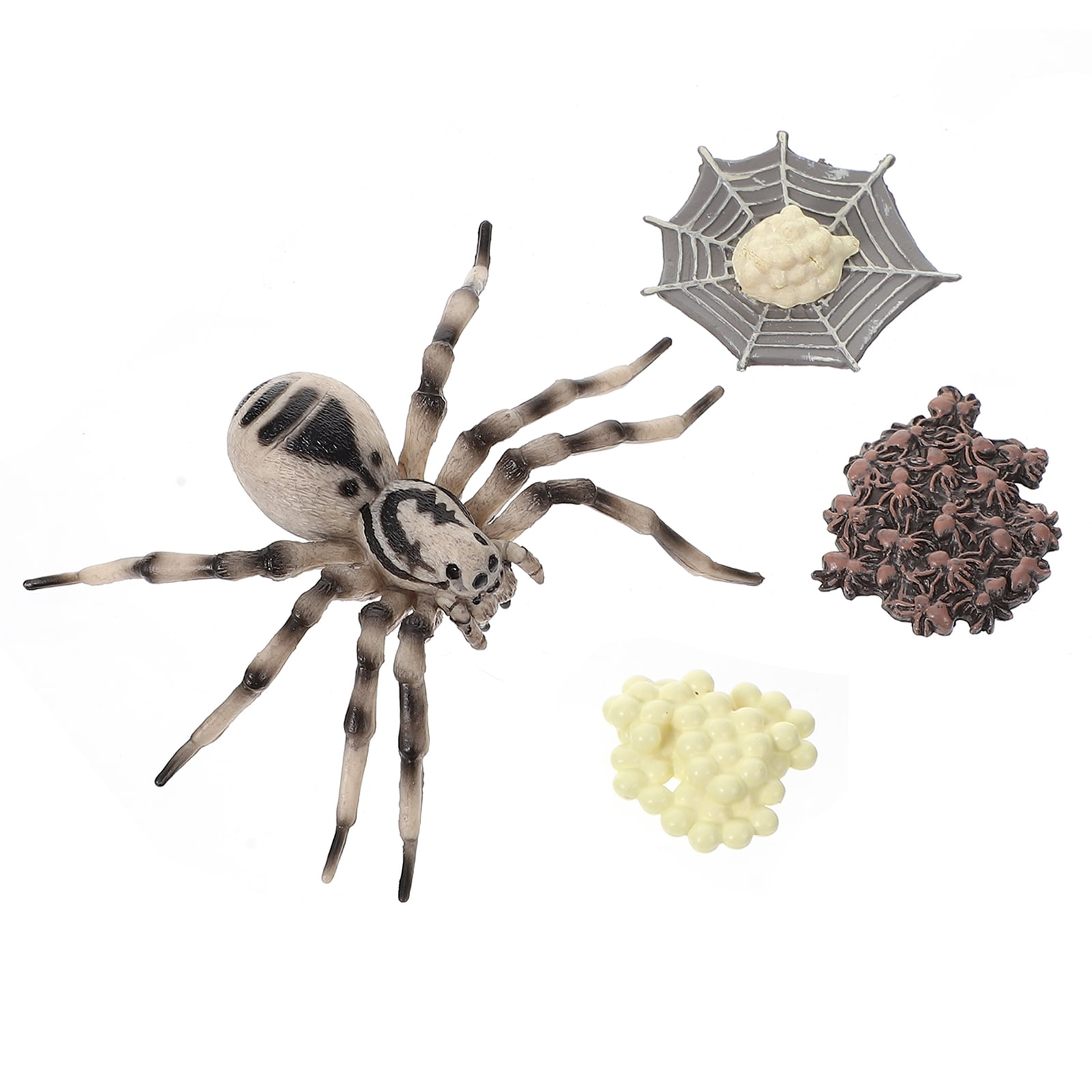 unbranded 2 Sets Tarantula Life Cycle Model Growth Display Ornament ...