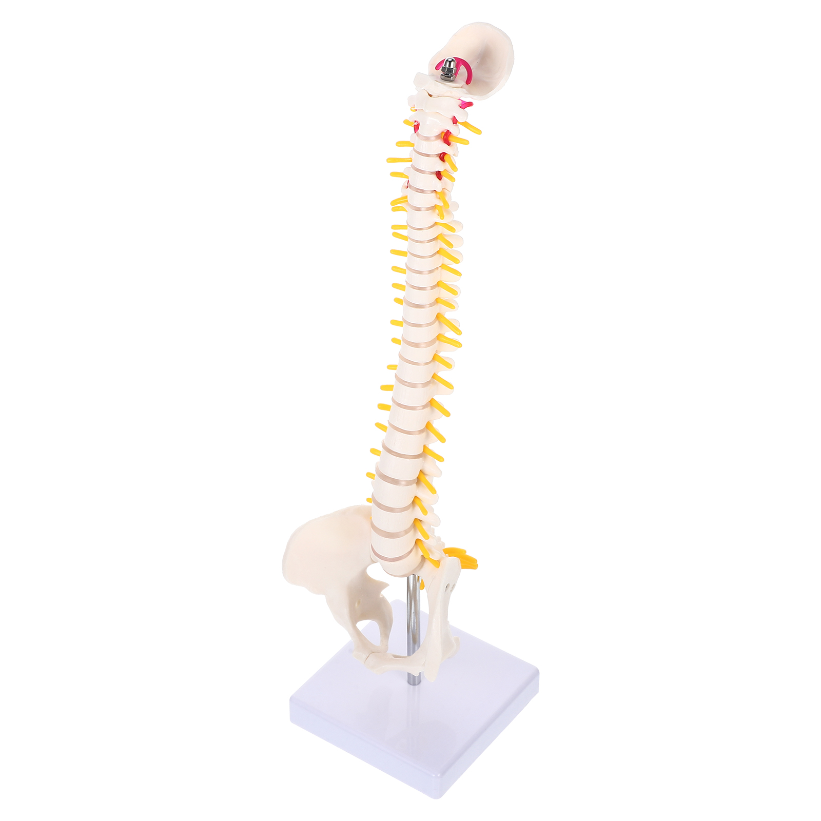 unbranded 2 pcs Spine Anatomy Model Vertebral Column Model with Spinal ...