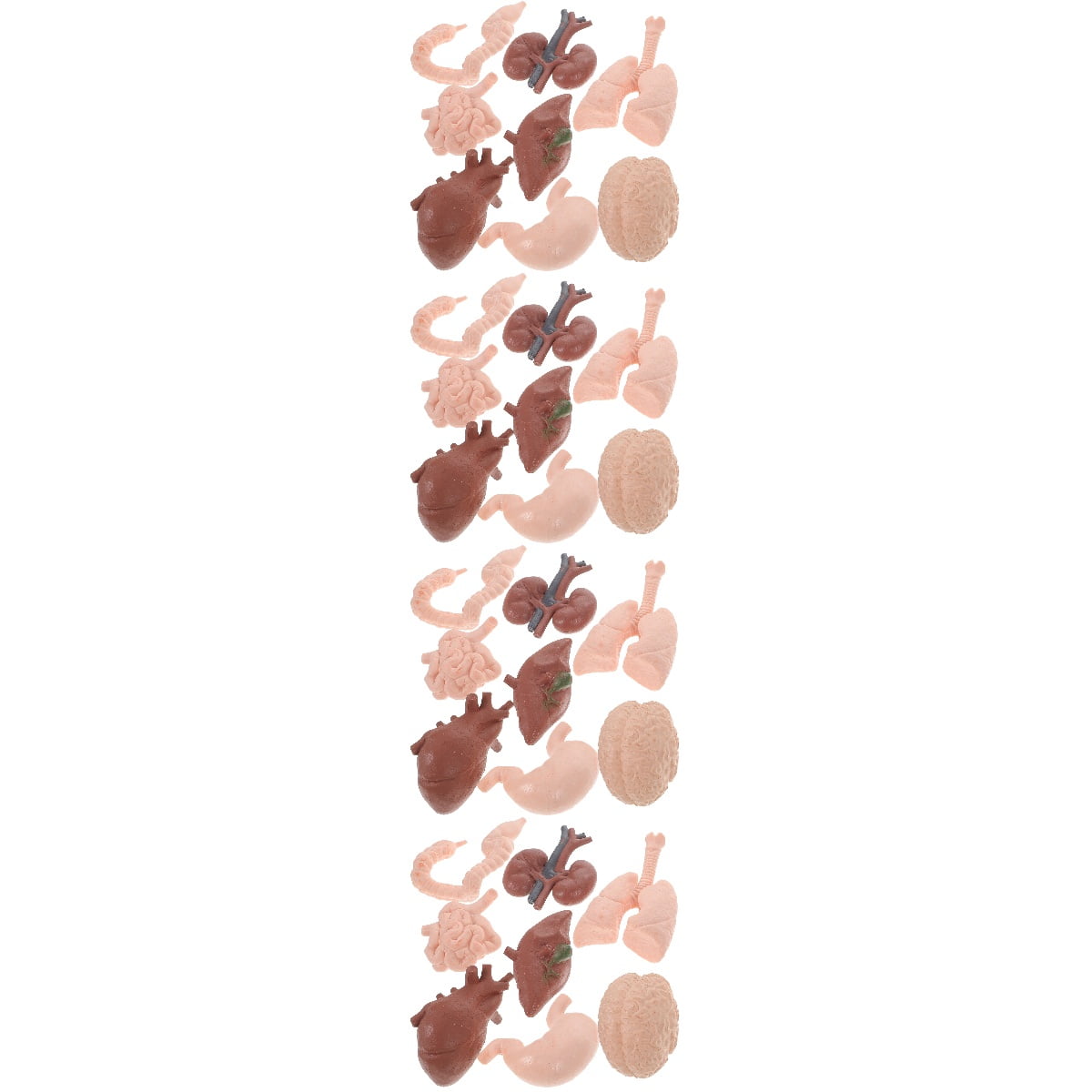 unbranded 32 Pcs Anatomy Human Organ Model Organ Prop for Teaching ...