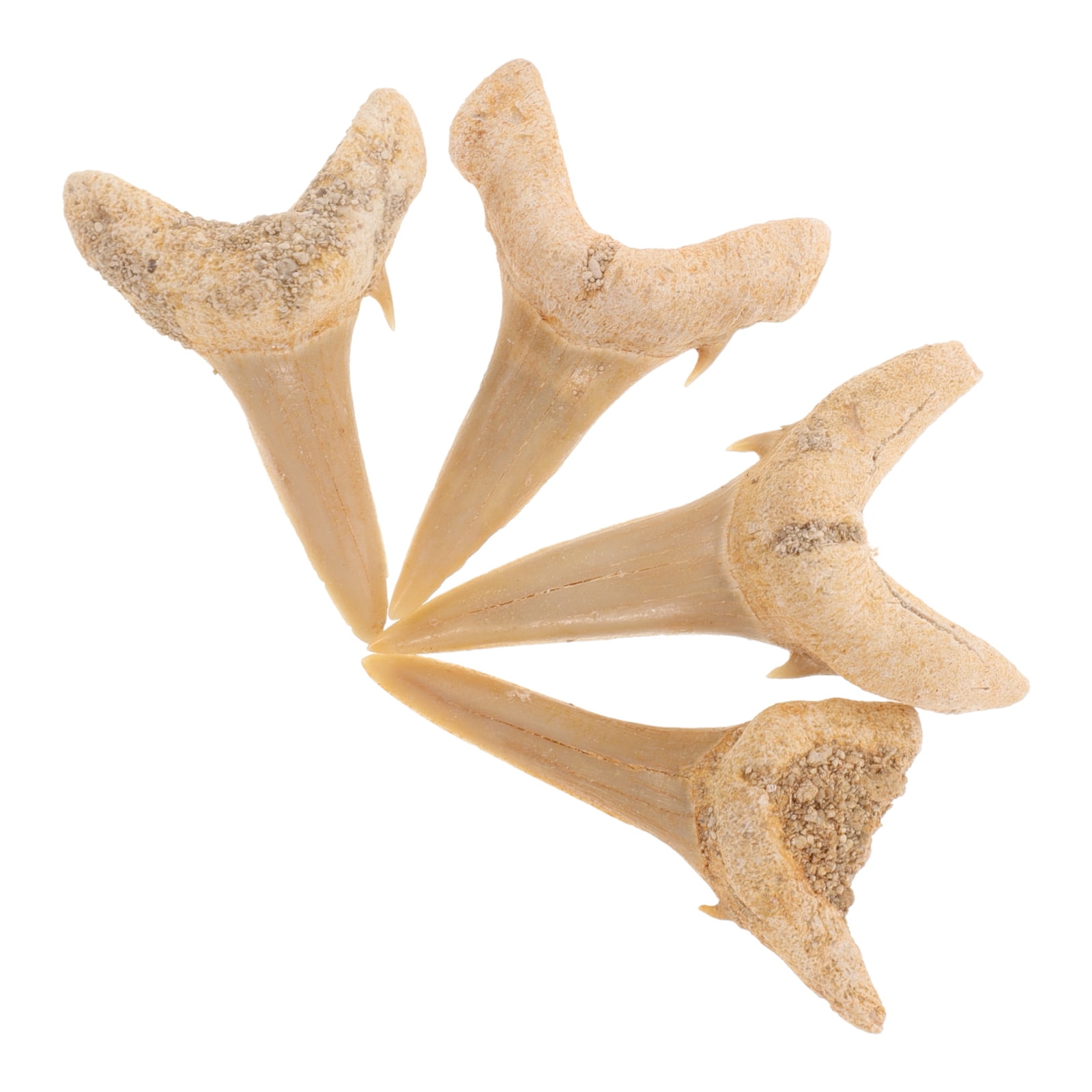 unbranded 4pcs Shark Teeth for Collectors Educational Use, Prehistoric ...
