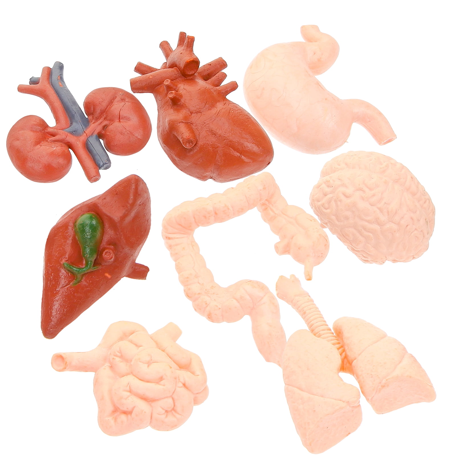 unbranded 8 Pcs Portable Human Organ Model Organ Models Student 6x4CM ...