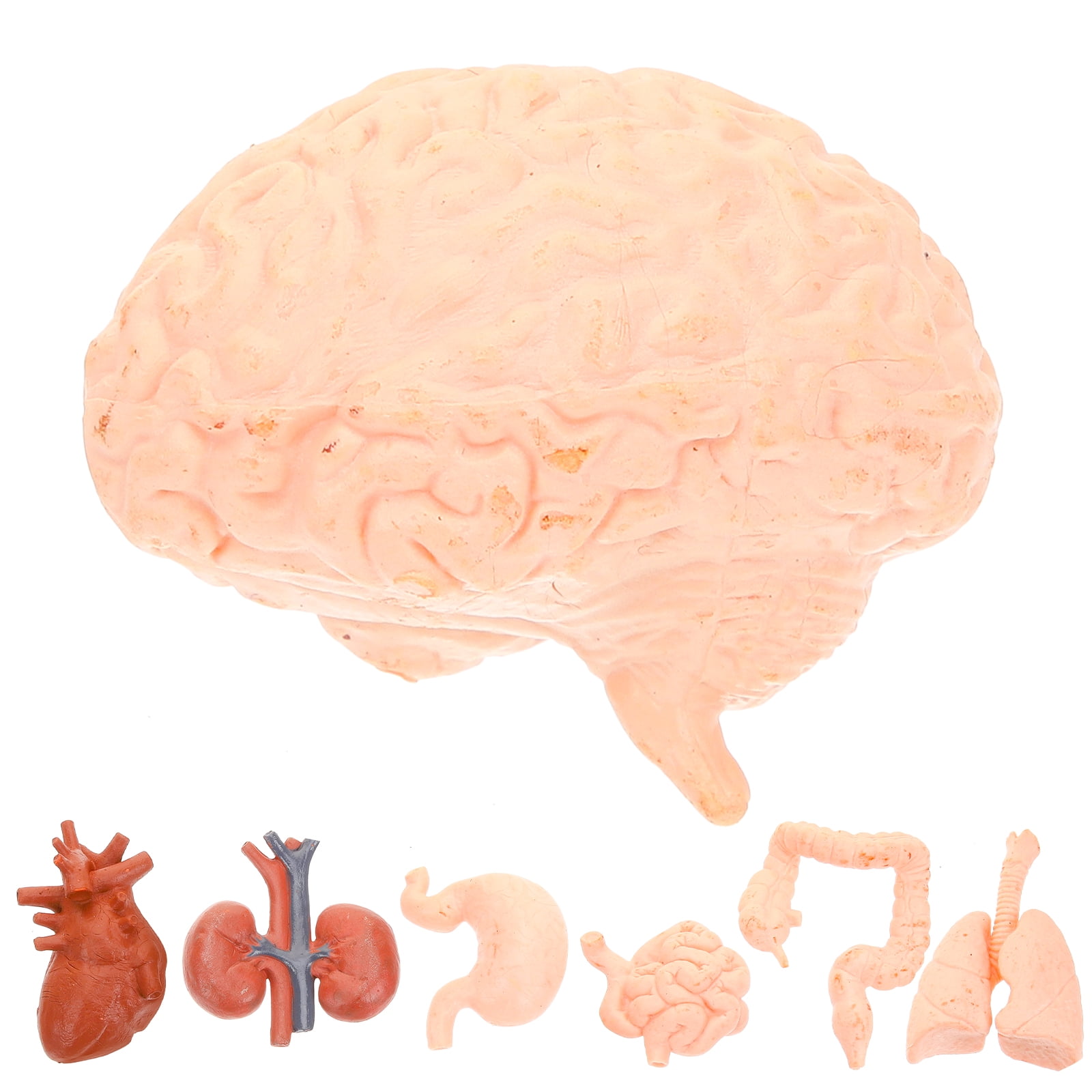 unbranded 8 Pcs Prop Anatomy Models Lungs Human Organ Model Doctor ...