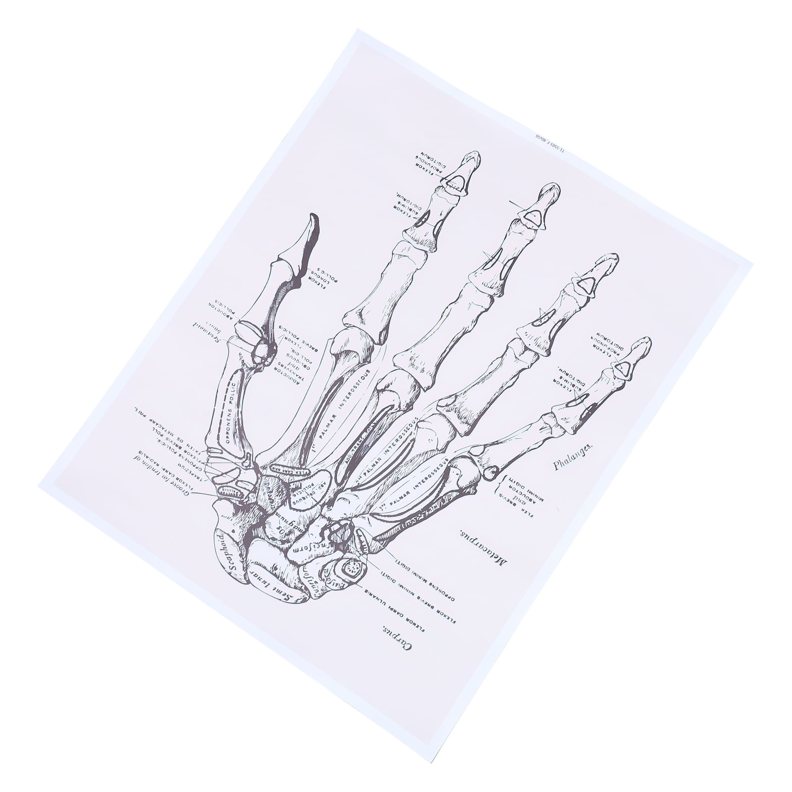 unbranded Anatomy Posters Decor Beginner's Chart - Walmart.com