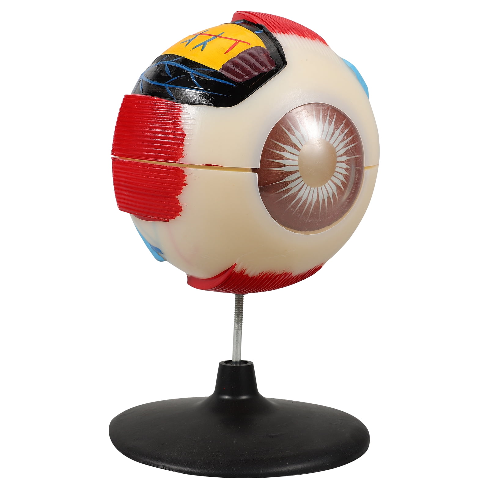unbranded Eye Anatomy Model 6x Enlarged Eyeball Model Science Display ...