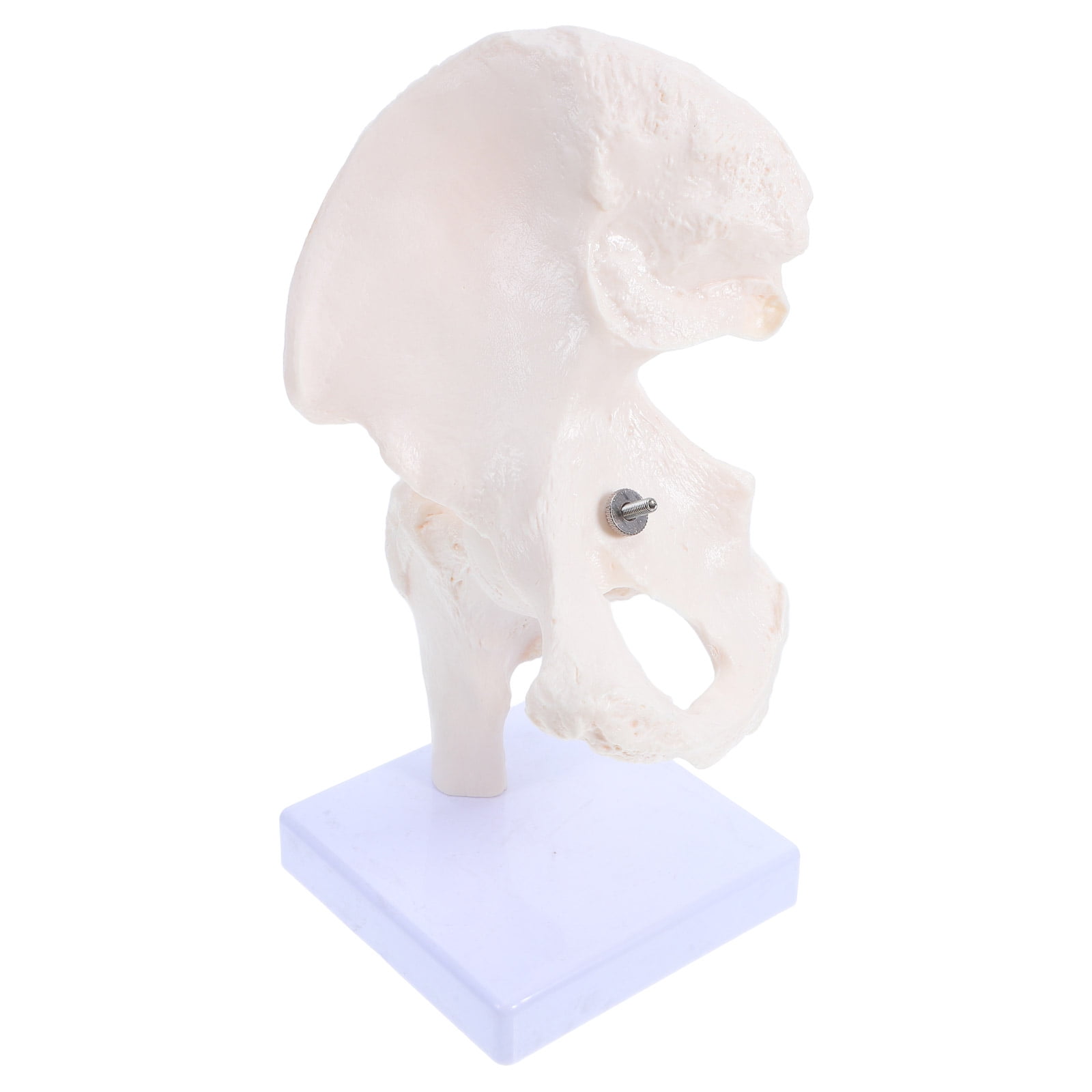 unbranded Human Joint Model Realistic Skeleton Teaching Model Students ...