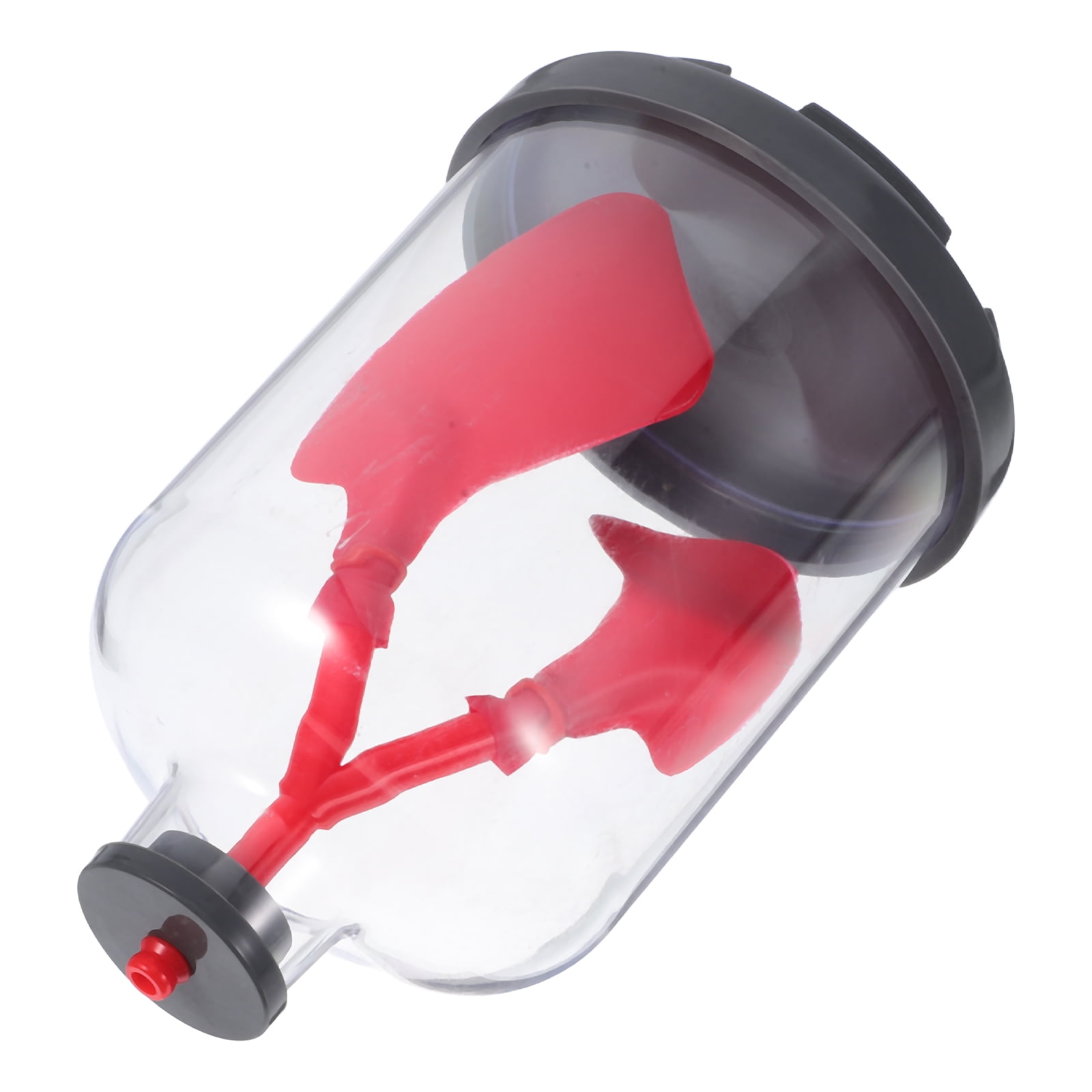 unbranded Human Lung Demonstration Model for Kids Detailed Lung ...