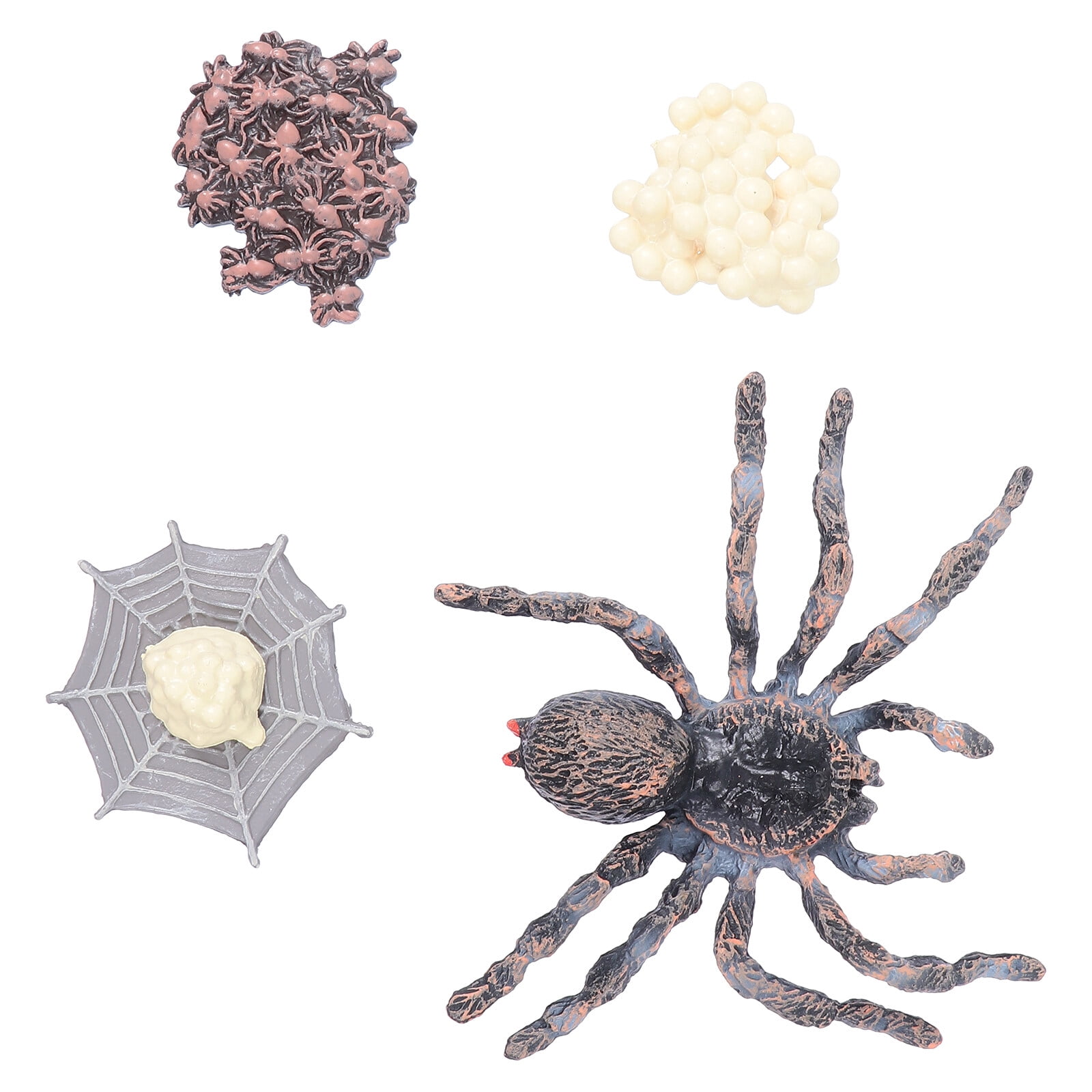unbranded Life Cycle of A Spider Growth Toys Animal Model Set ...