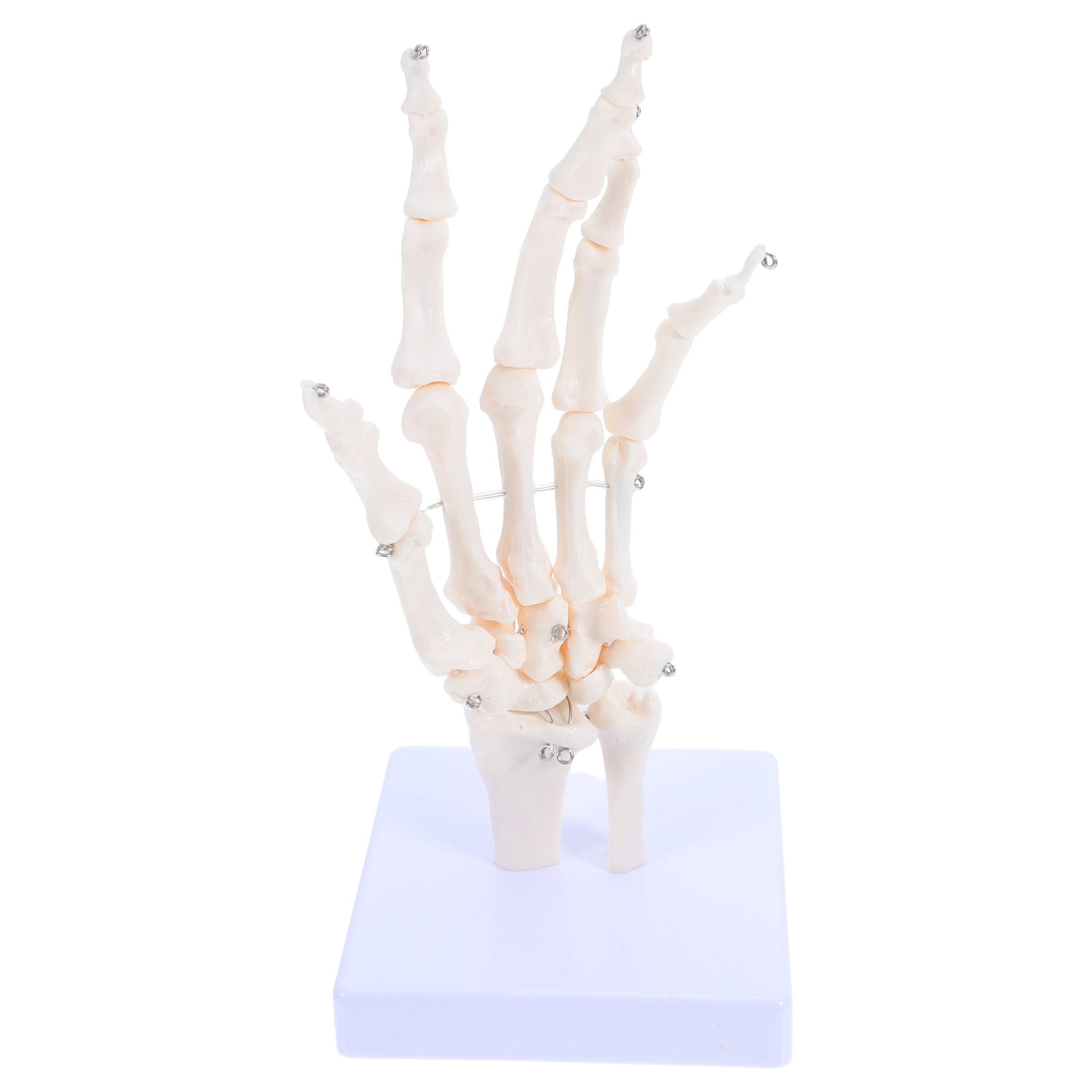 unbranded Scientific Hand Skeleton Sculpture Tabletop Hand Skeleton ...