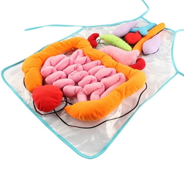 SmartLab QPG Lab for Kids, Squishy Human Body, Grade 3-8 - Walmart.com