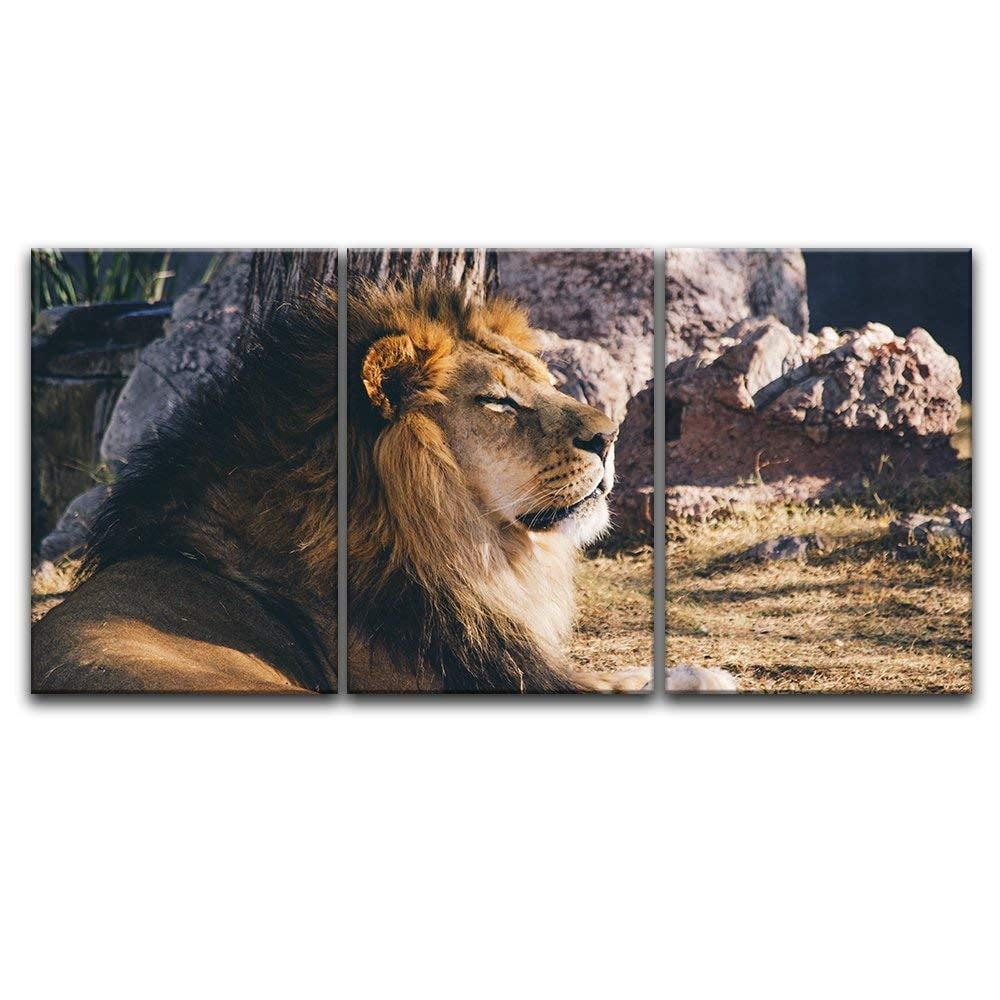 wall26 - 3 Panel Canvas Wall Art - A Lion Lying in The Wild - Giclee ...