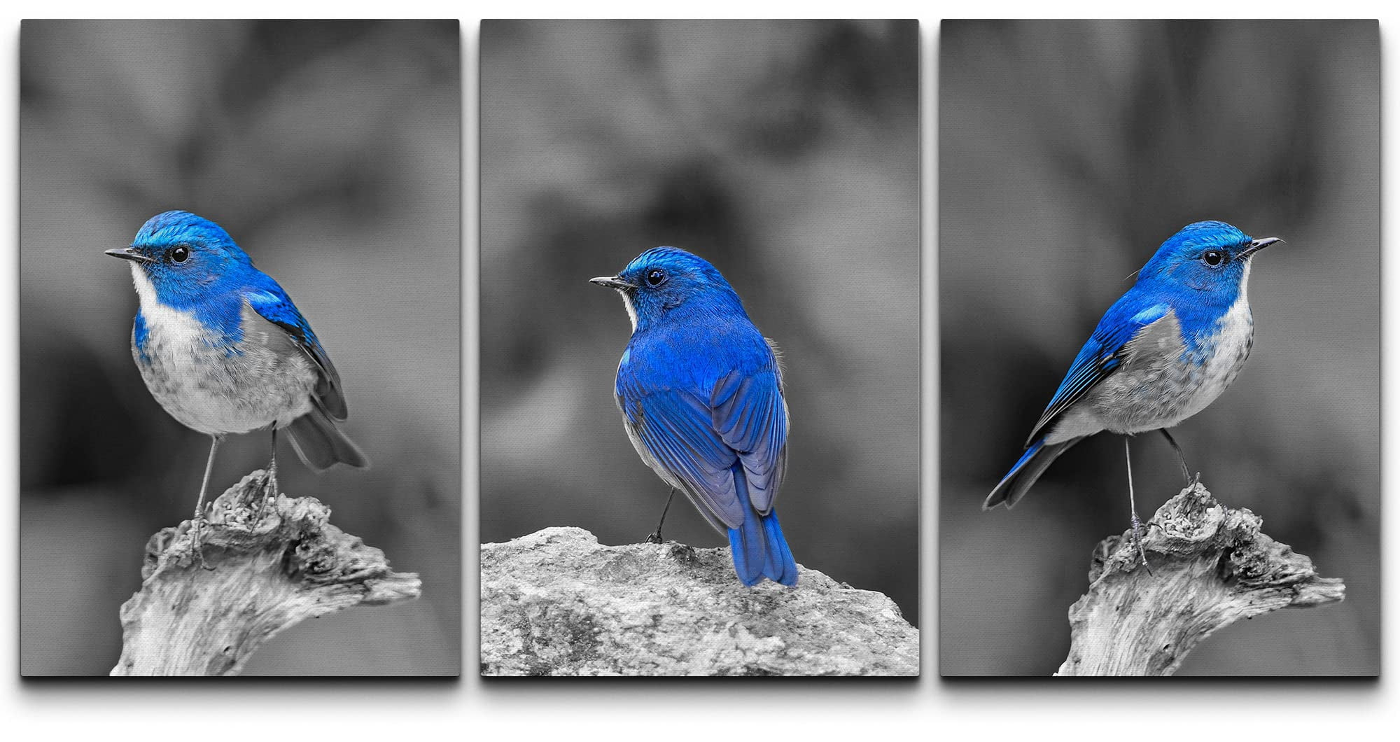 wall26 3 Panel Canvas Wall Art - Color Splash of Blue Bird with Black ...