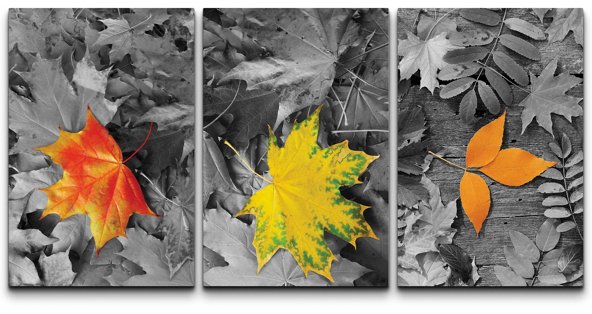 wall26 3 Panel Canvas Wall Art - Partial Color Leaves - Giclee Print ...