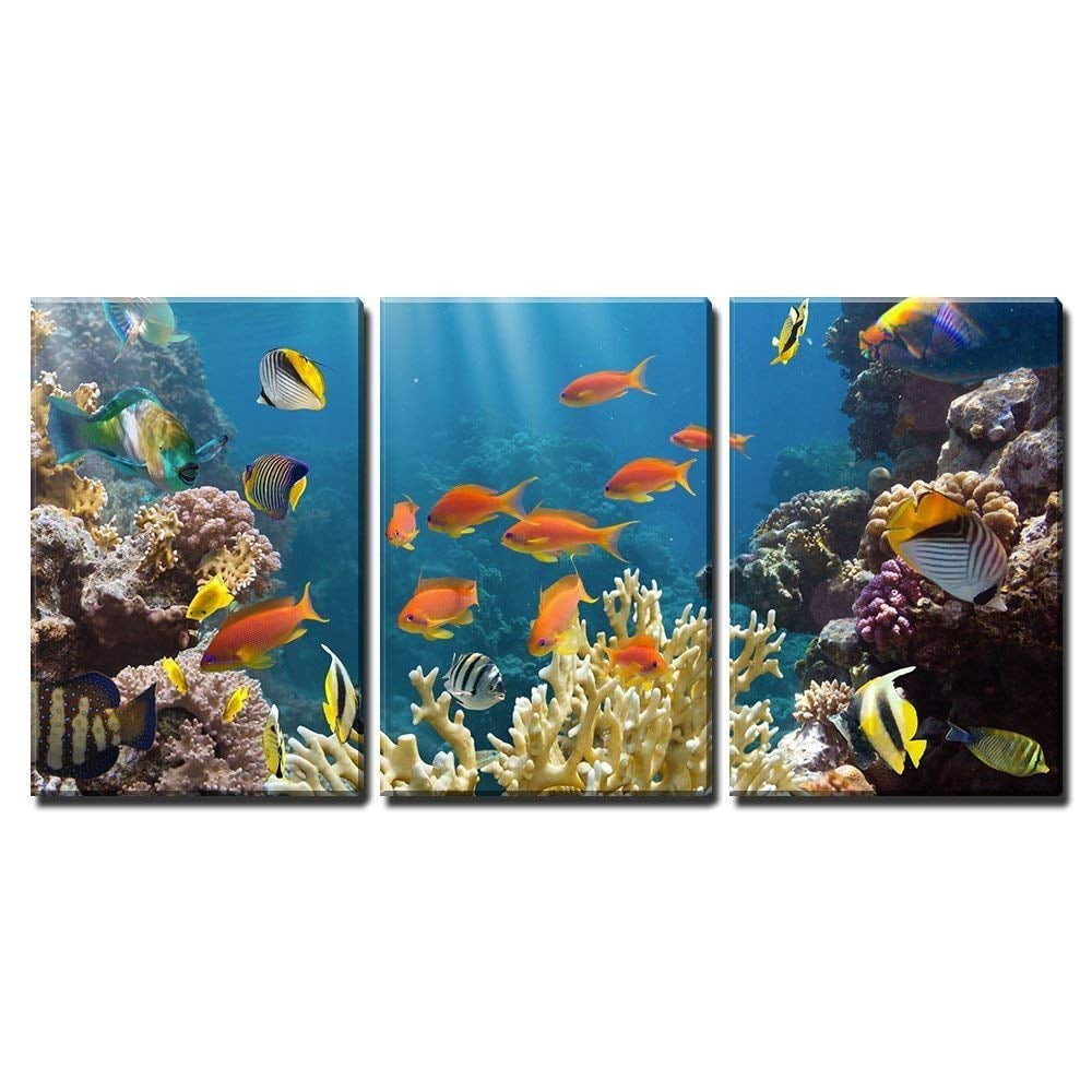 wall26 - 3 Piece Canvas Wall Art - Coral and Fish in The Red Sea.Egypt ...