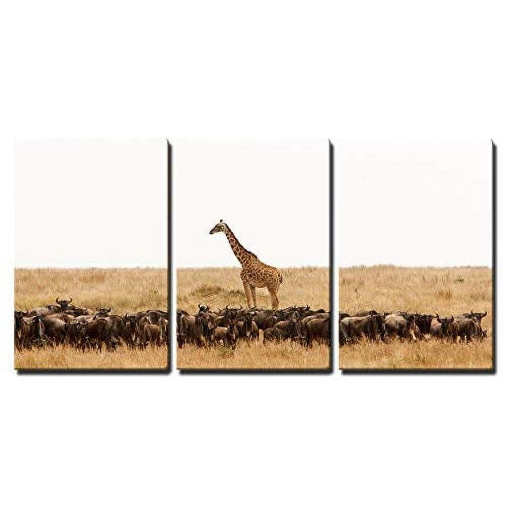wall26 - 3 Piece Canvas Wall Art - Giraffe Giraffa Camelopardalis and a ...