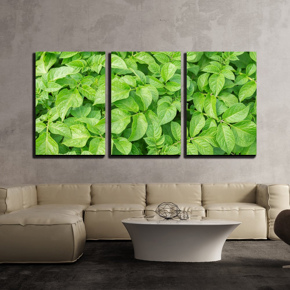 wall26 - 3 Piece Canvas Wall Art - Green Leafs of Potatoes as ...