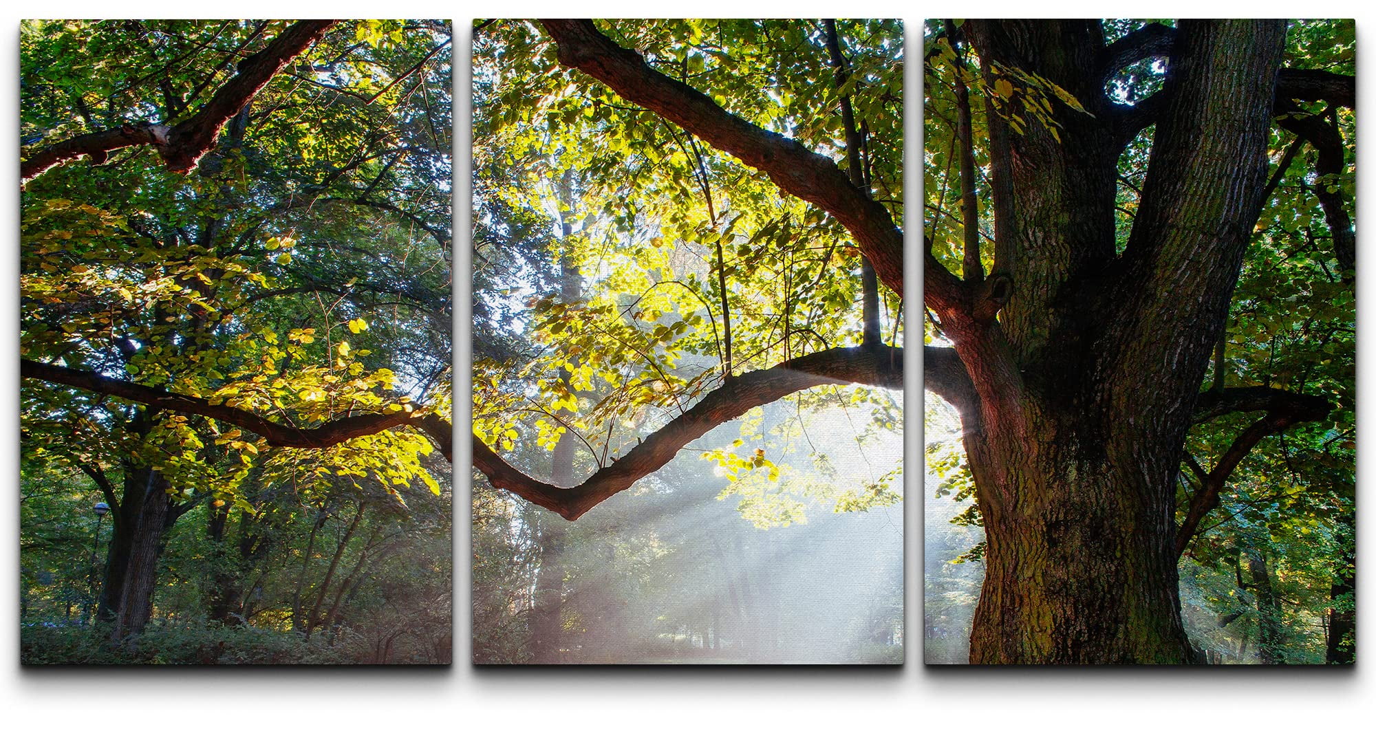 wall26 - 3 Piece Canvas Art - Mighty Oak Tree, Ready to Hang - 24"x36 ...