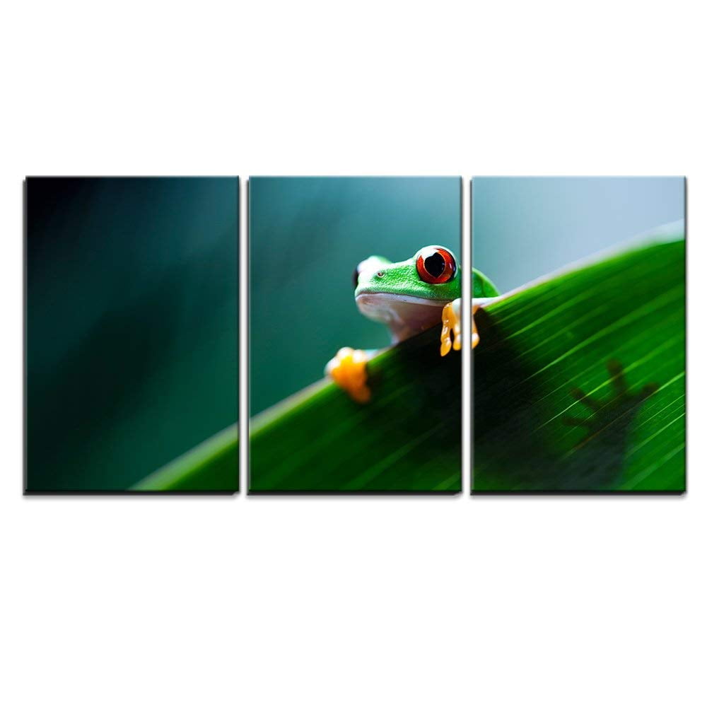 wall26 - 3 Piece Canvas Wall Art - Red Eye Tree Frog on Leaf - Modern ...