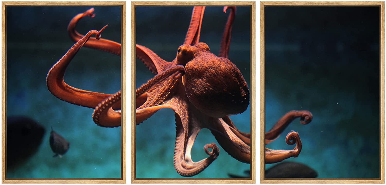 wall26 - 3 Piece Framed Canvas Wall Art - Common Octopus (Octopus ...