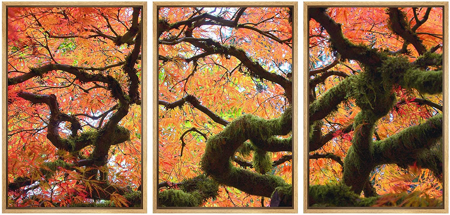 wall26 - 3 Piece Framed Canvas Wall Art - Gnarly Japanese Maple Tree ...