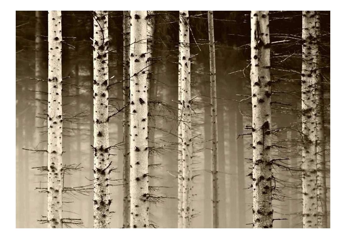 wall26 - A Close Up View of a Birch Tree Forest - Wall Mural, Removable ...