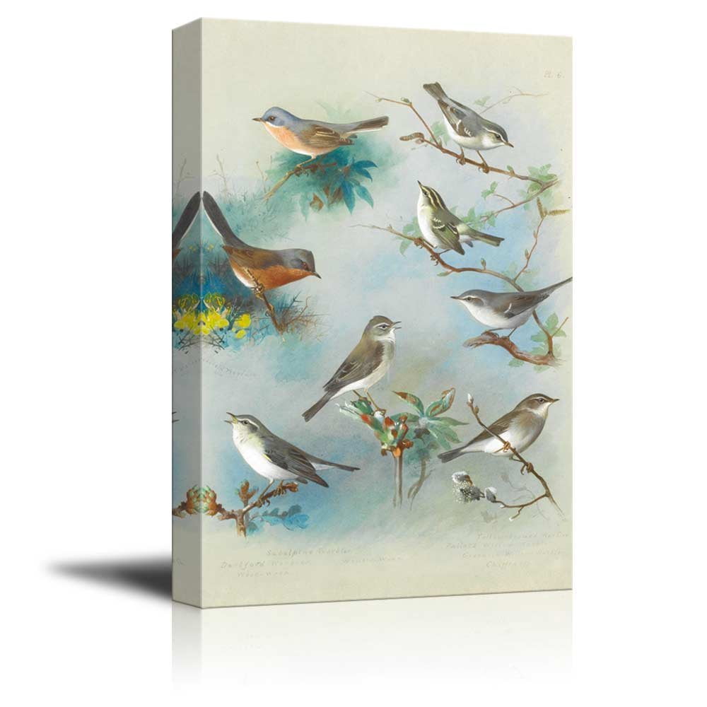 wall26 - Beautiful Drawing of Various Birds Perched on Branches ...