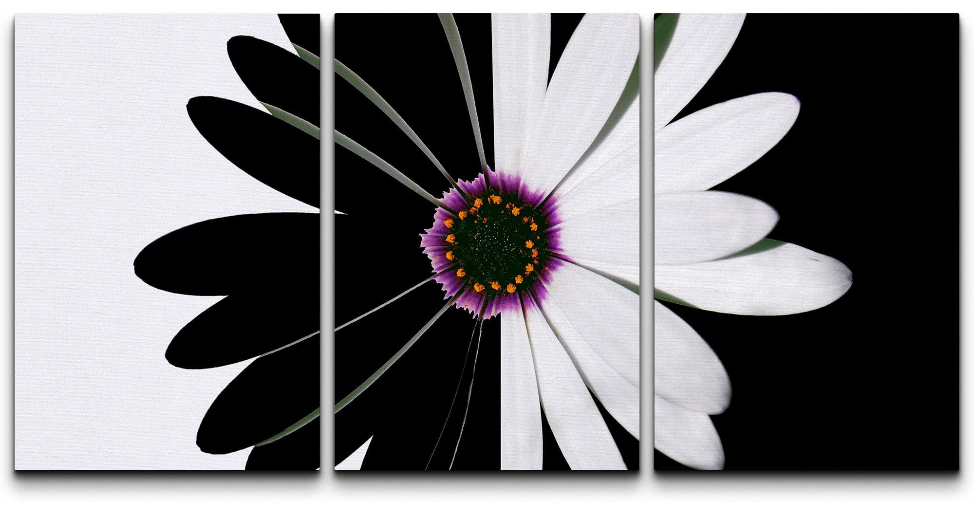 wall26 Canvas Print Wall Art Black & White Daisy with Purple Center ...