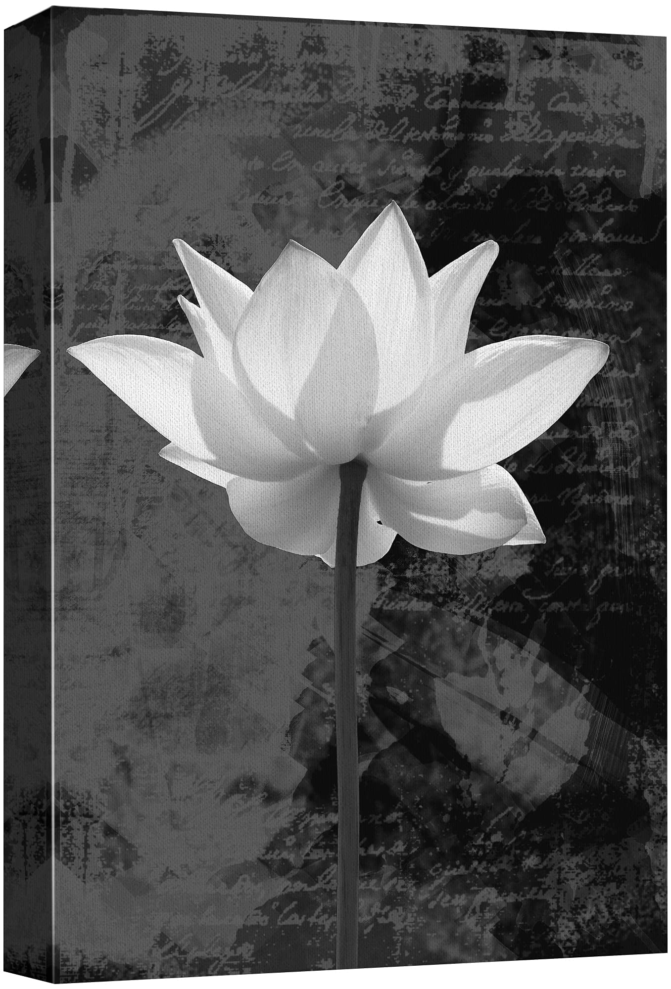 Wall26 Canvas Print Wall Art Black And White Water Lily And Typography