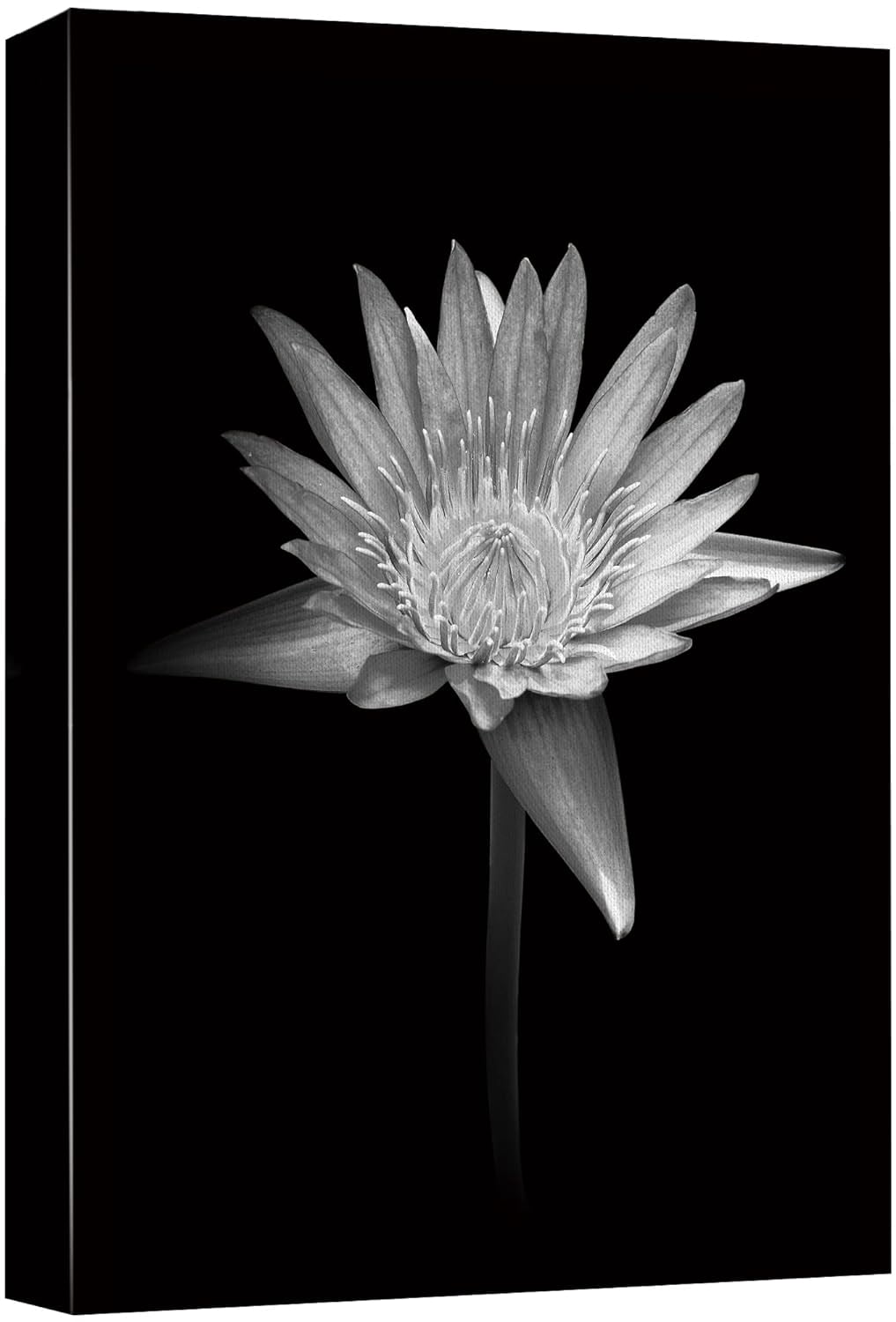 wall26 Canvas Print Wall Art Blooming Water Lily Flower Close Up Nature ...