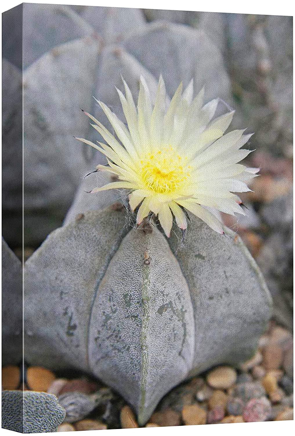wall26 Canvas Print Wall Art Blooming Yellow Daisy Flower Cactus ...