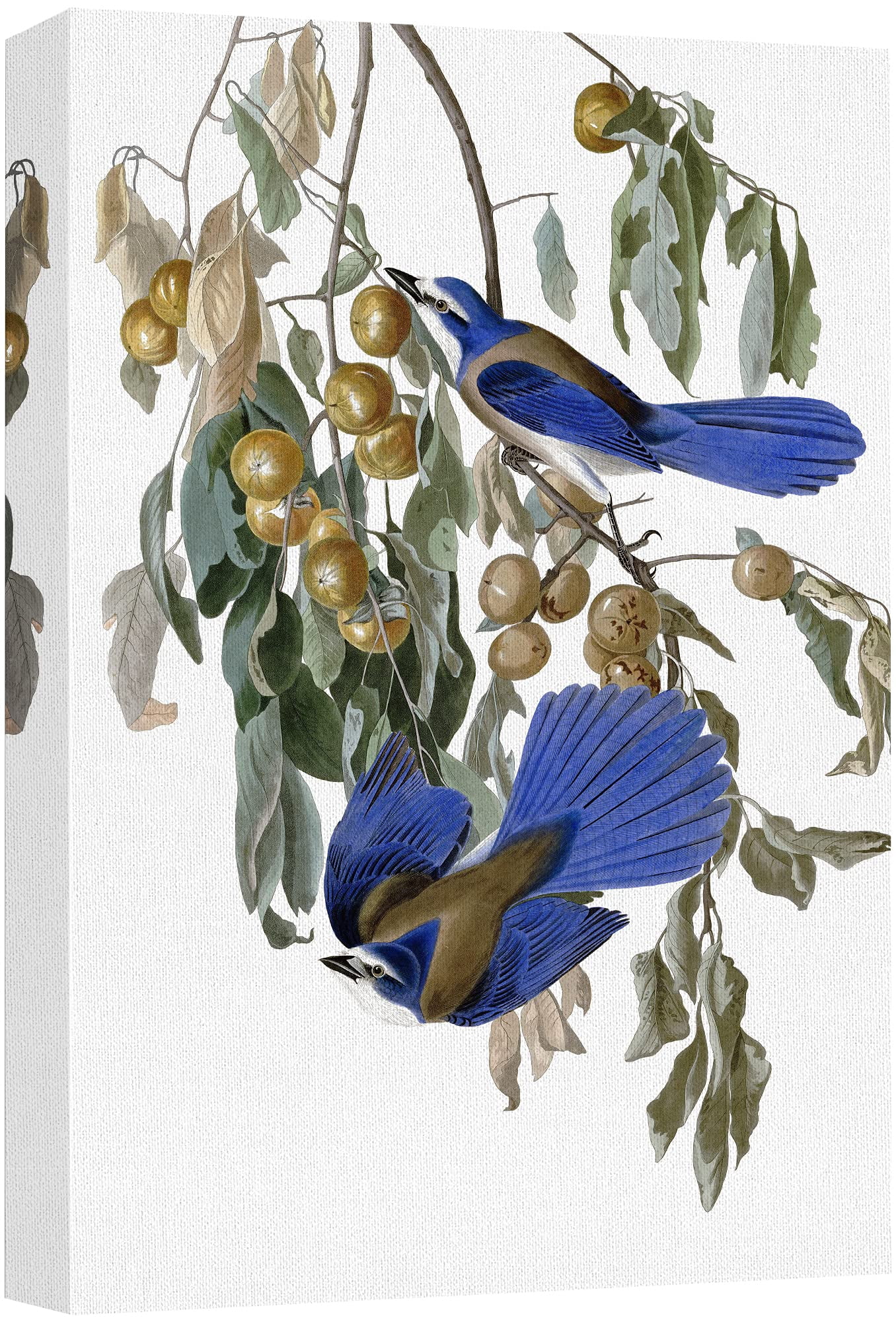 wall26 Canvas Print Wall Art Bluebirds & Olives by John James Audubon ...